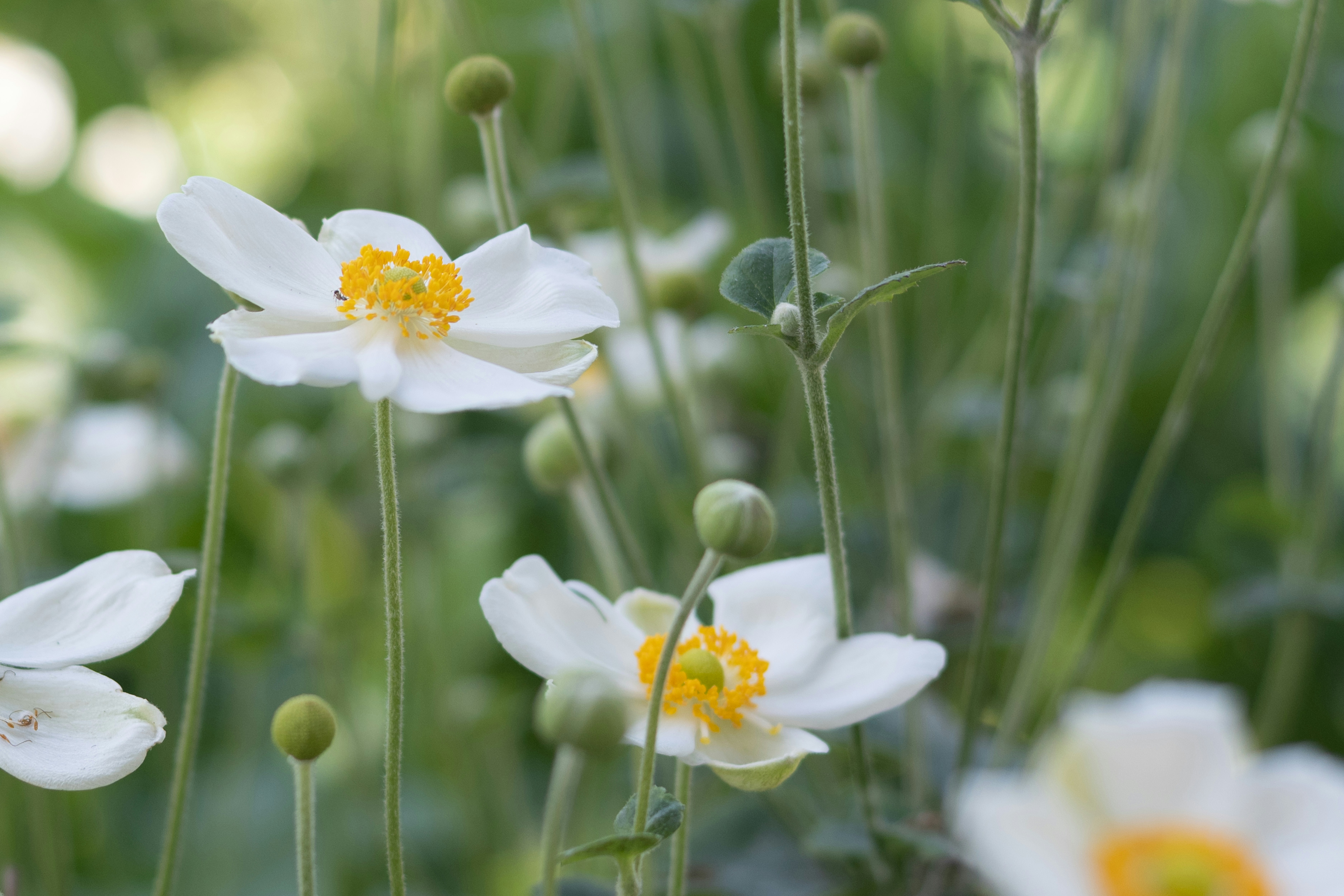 White-petaled bloom with yellow centers among slender stems in a soft garden glow
