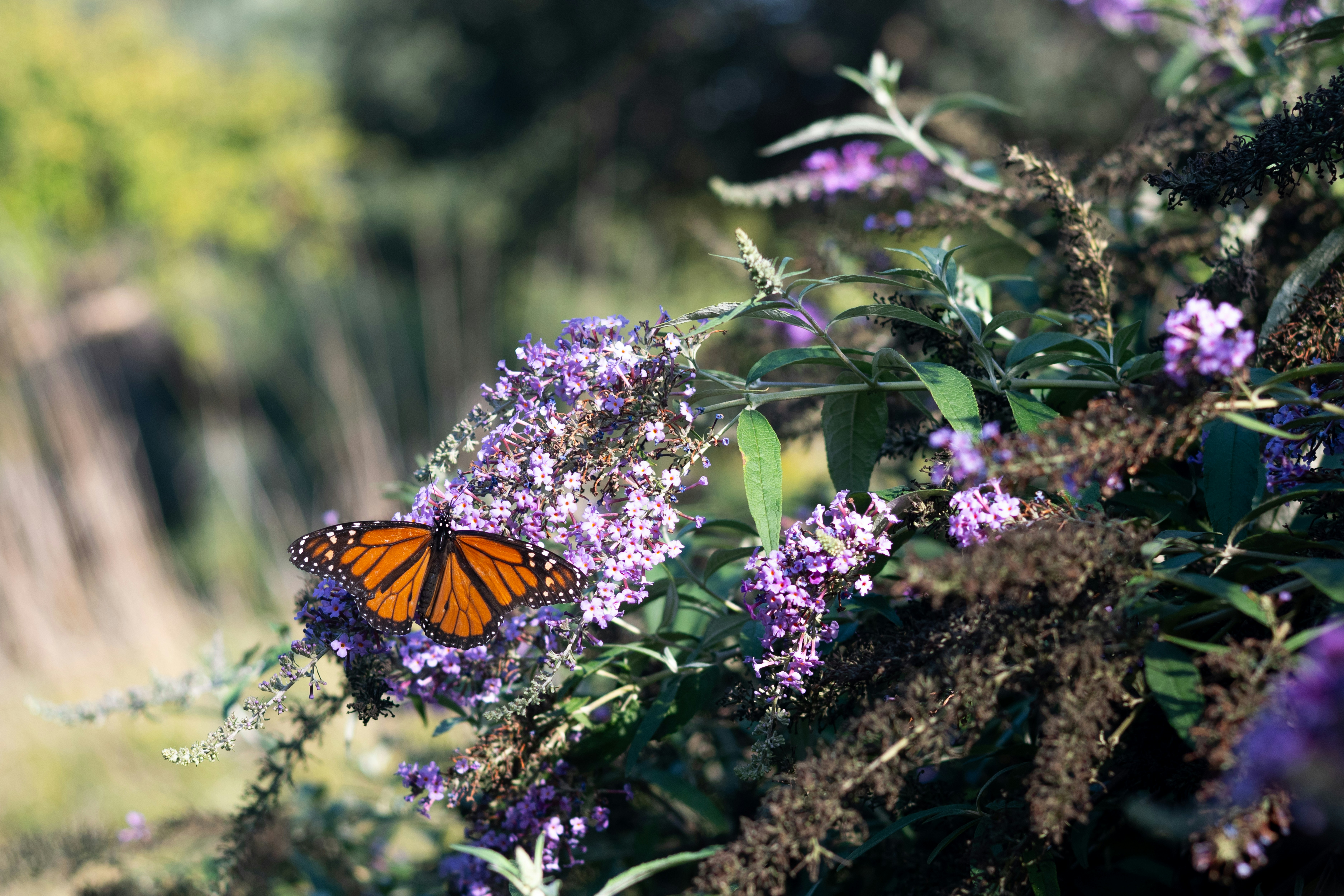 Monarch Resting on Lavender Bloom Amid Verdant backdrop
