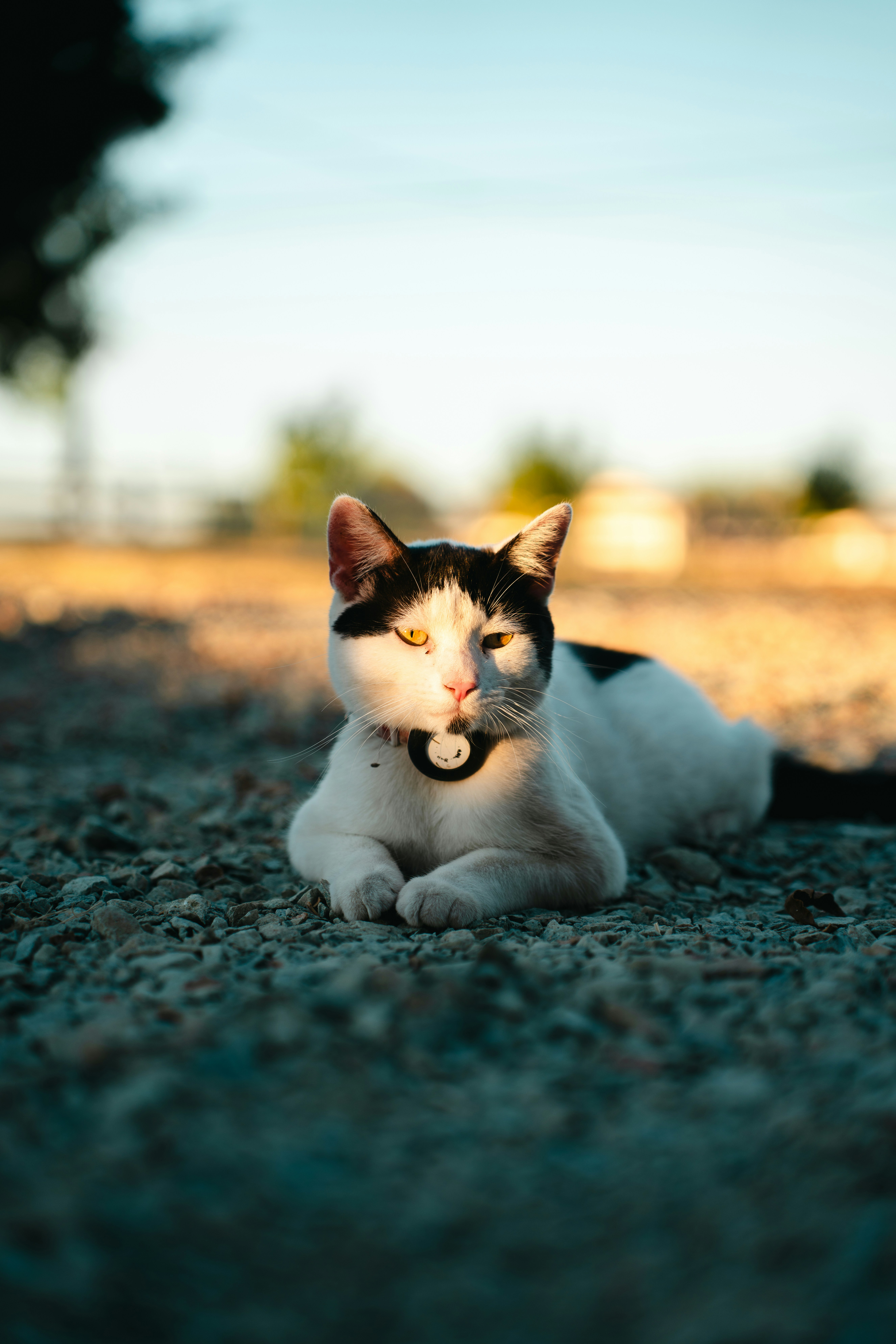 Cat in the Sunlit Gravel: Quiet Watcher at Dusk