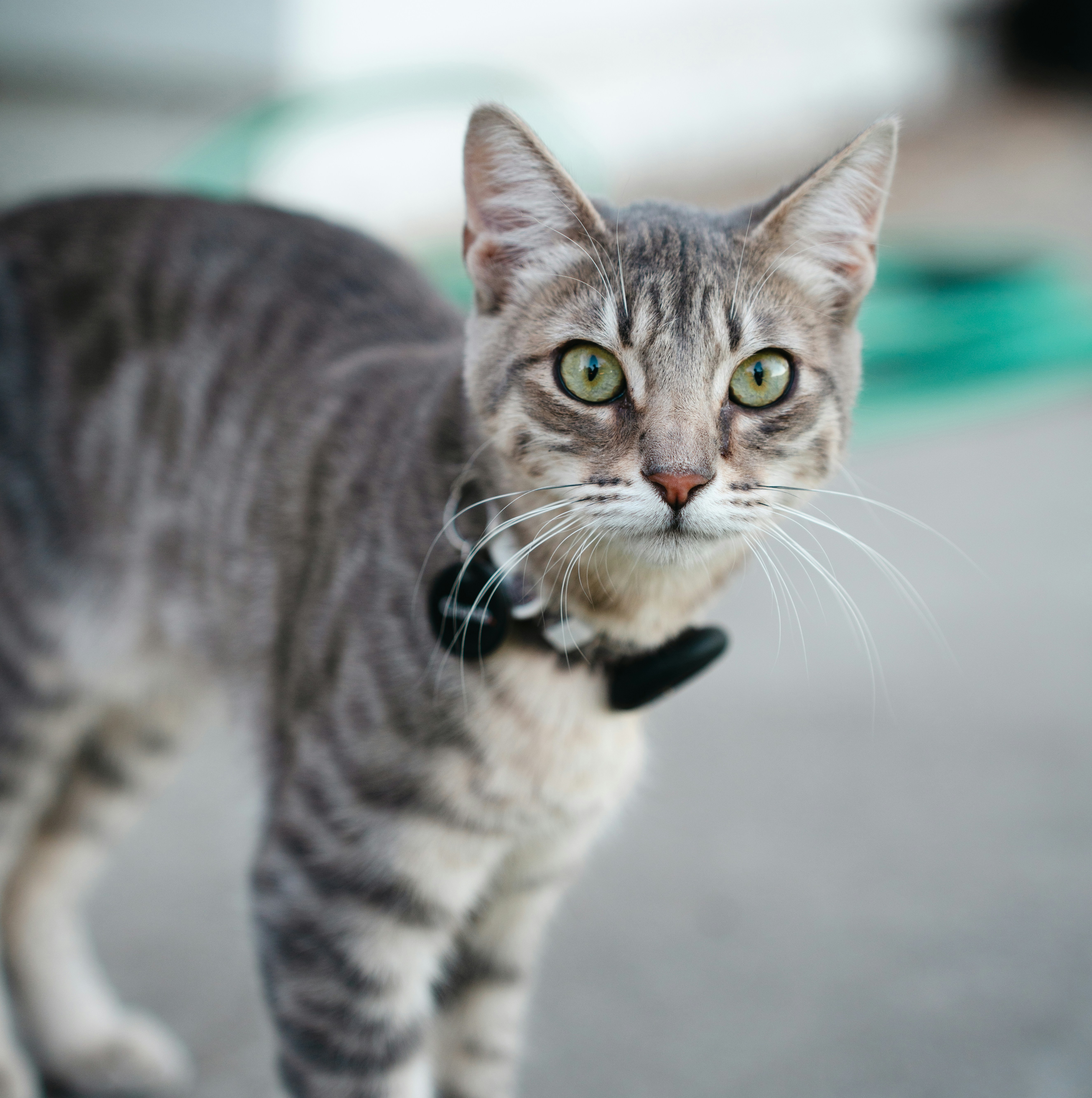 Amber Gaze: A Curious Cat In Focus
