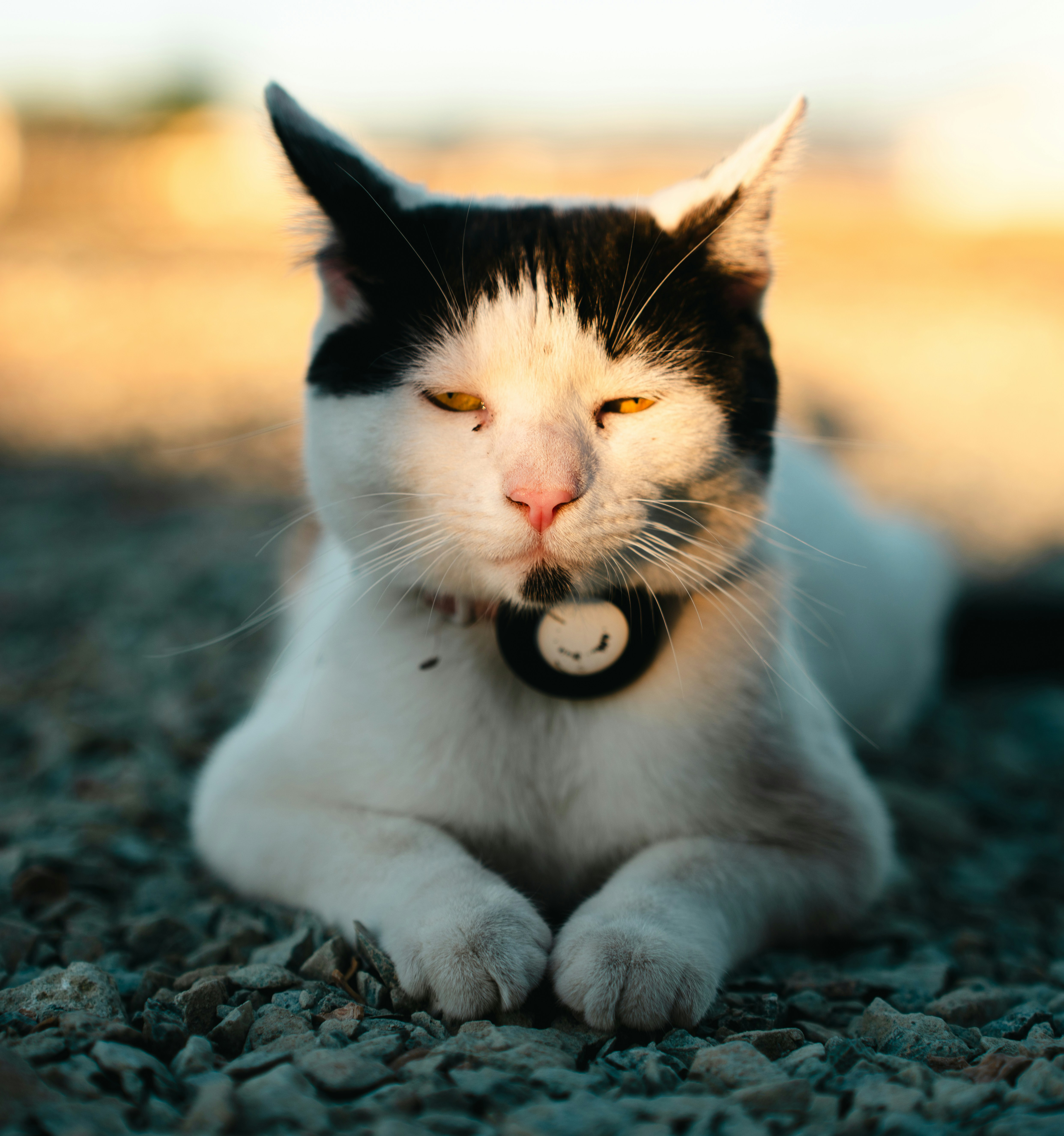 Quiet Gaze on Gravel: A Sunlit Cat in Focus