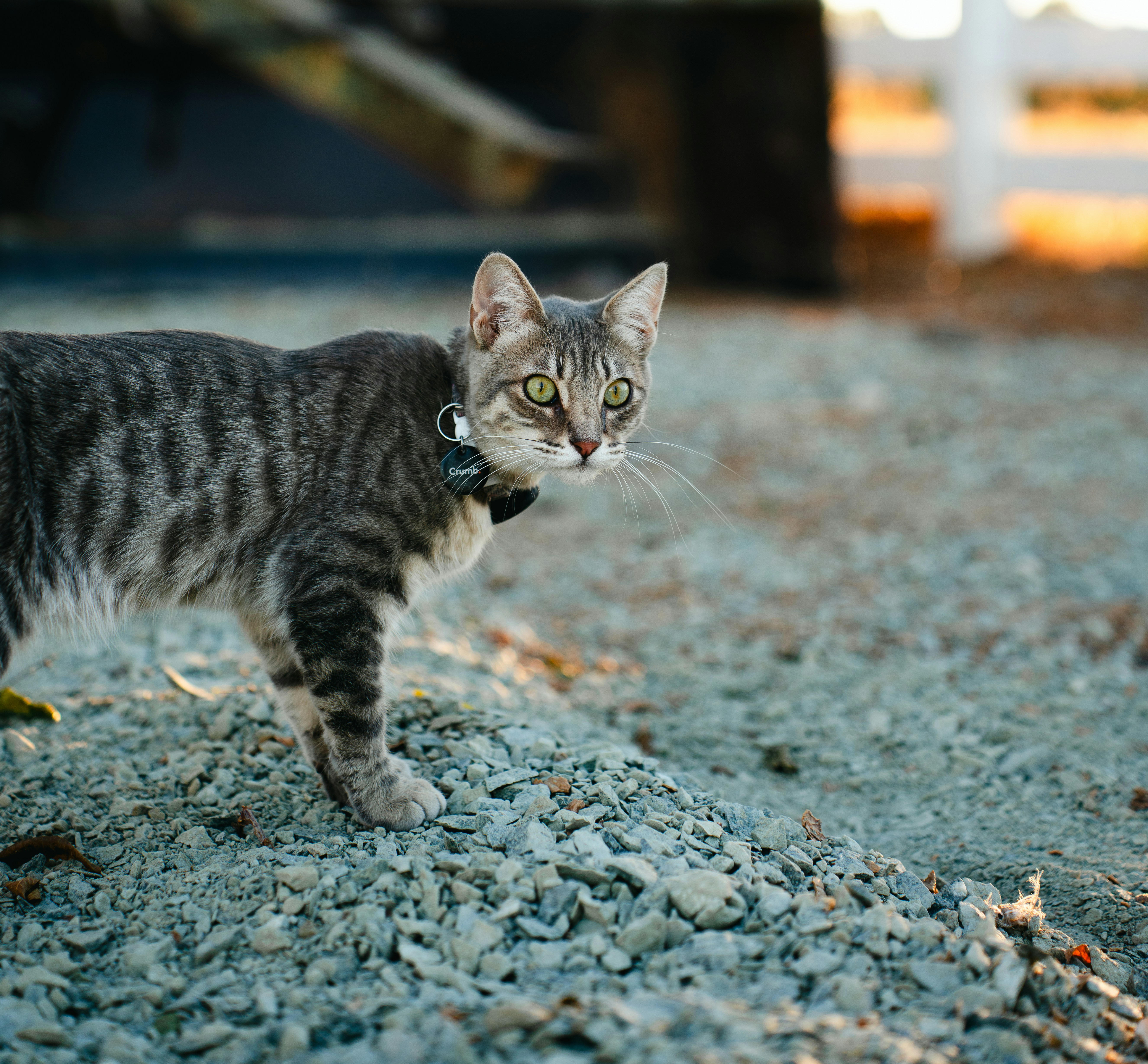 Curious Street-Wurker: A Grey Tabby Checks the Frame