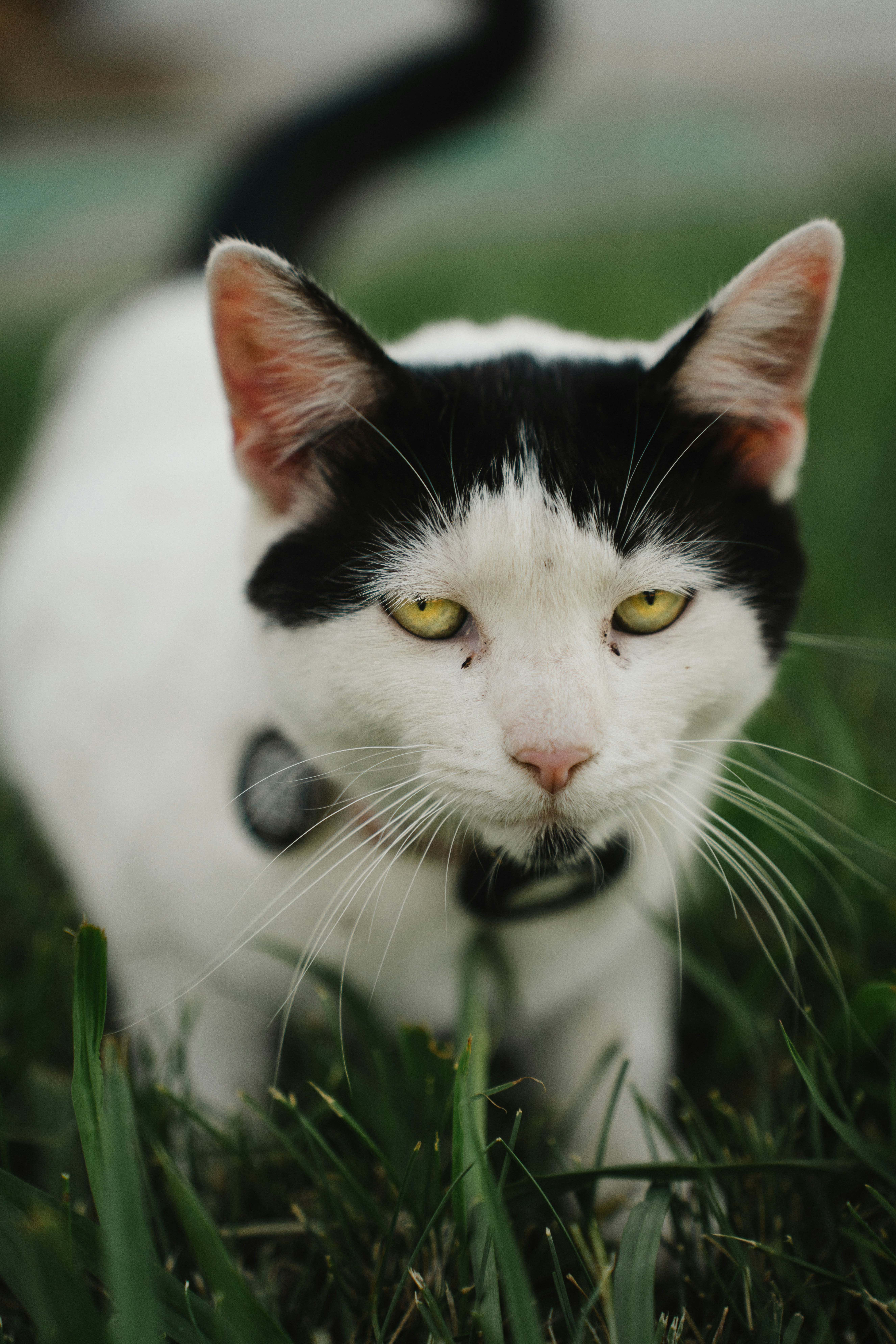 Yellow-Eyed Focus: A Cat Peering Through Tall Grass