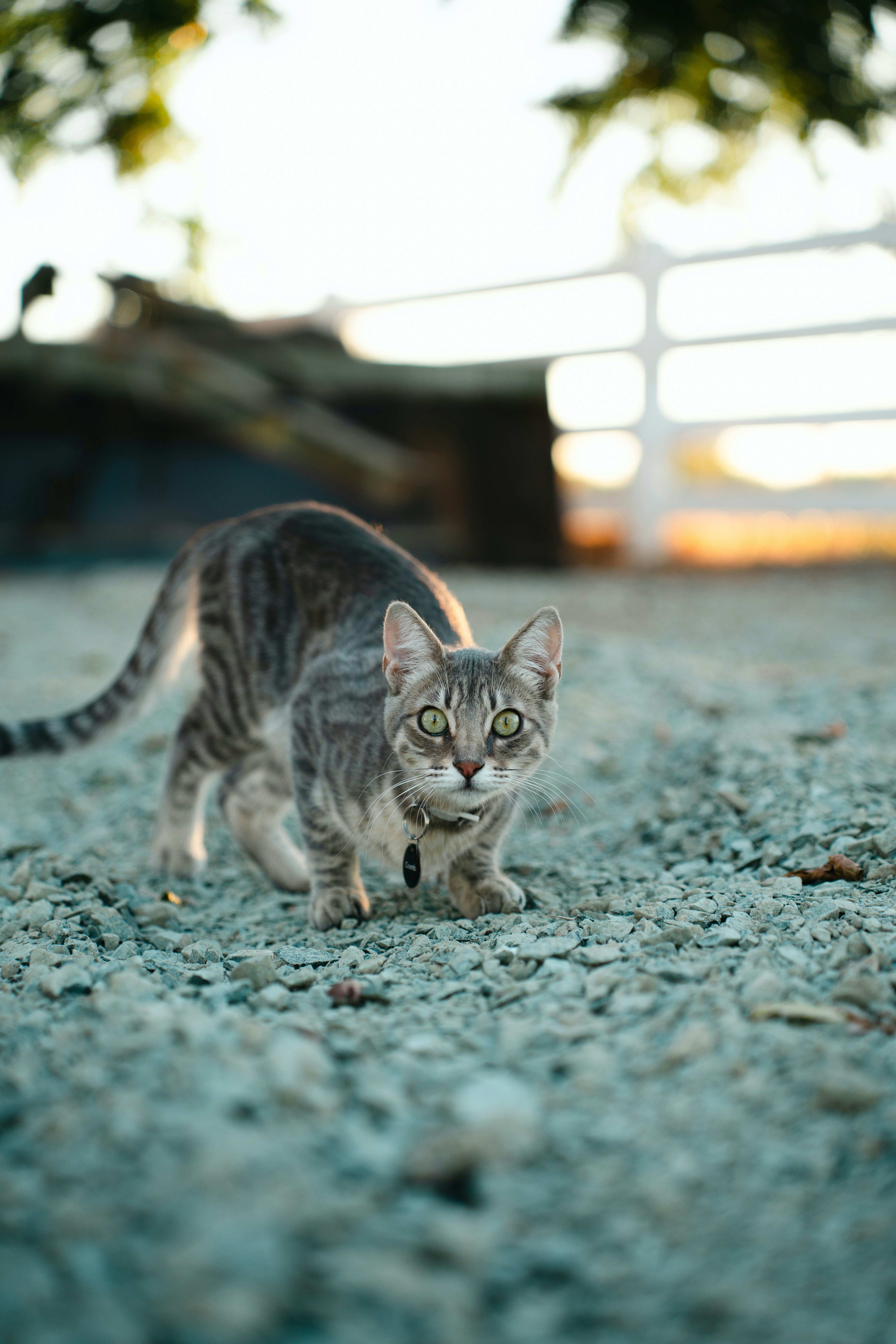 Seeking Shadow and Light: A Curious Cat on Gravel