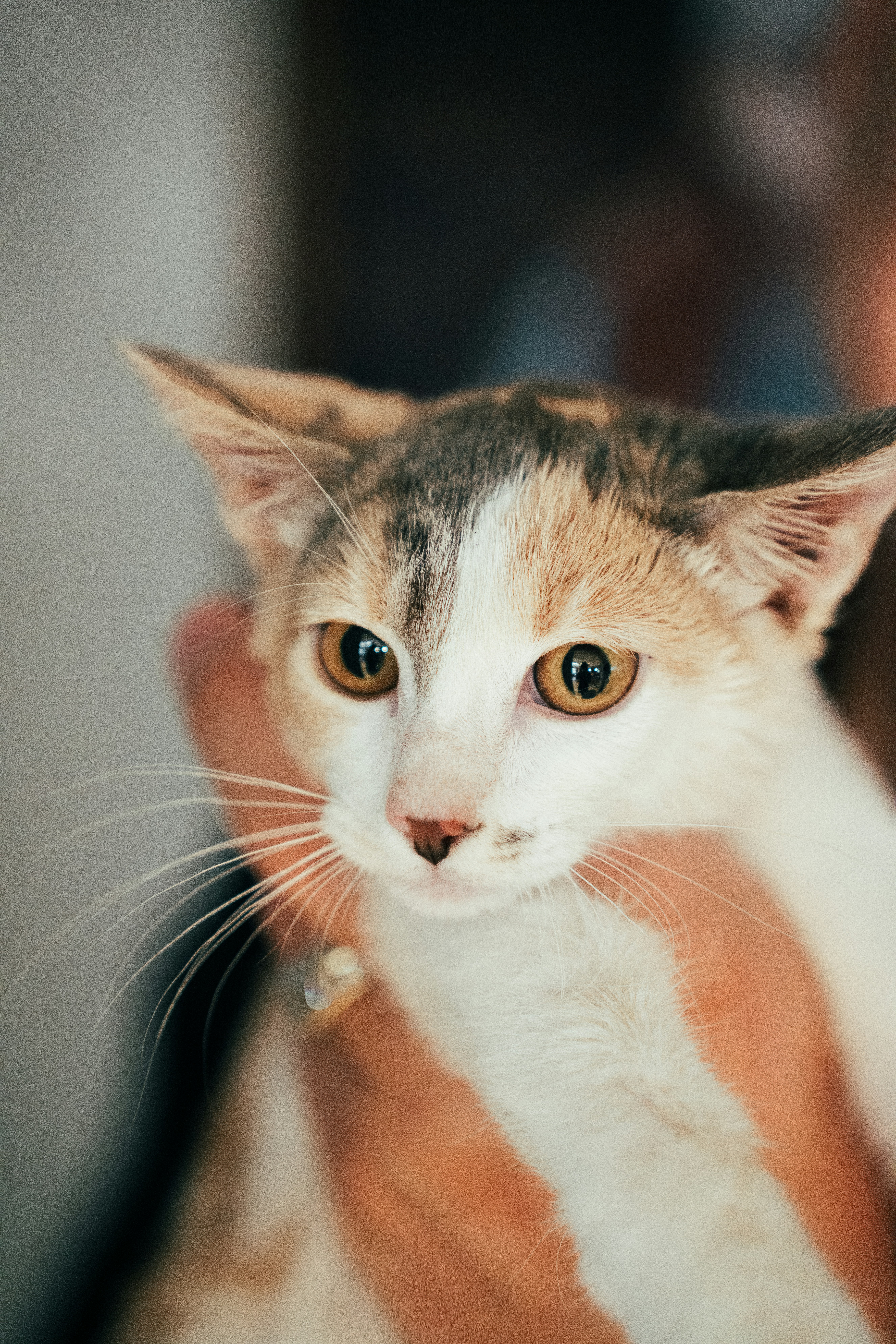 Curious Gaze: A Cat Portrait in Soft Focus