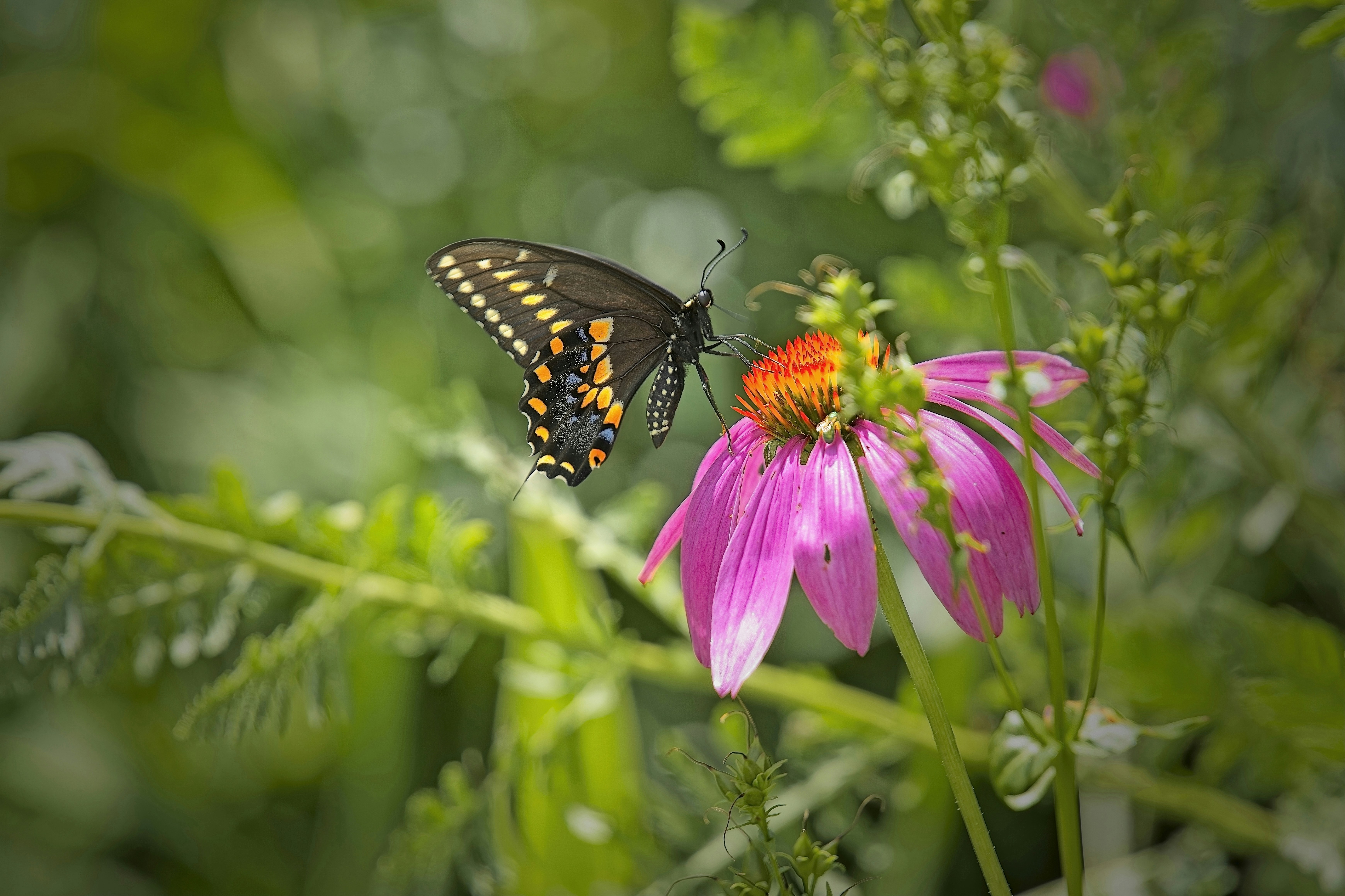Scarlet-Black Winged Visitor on a Magenta Petal