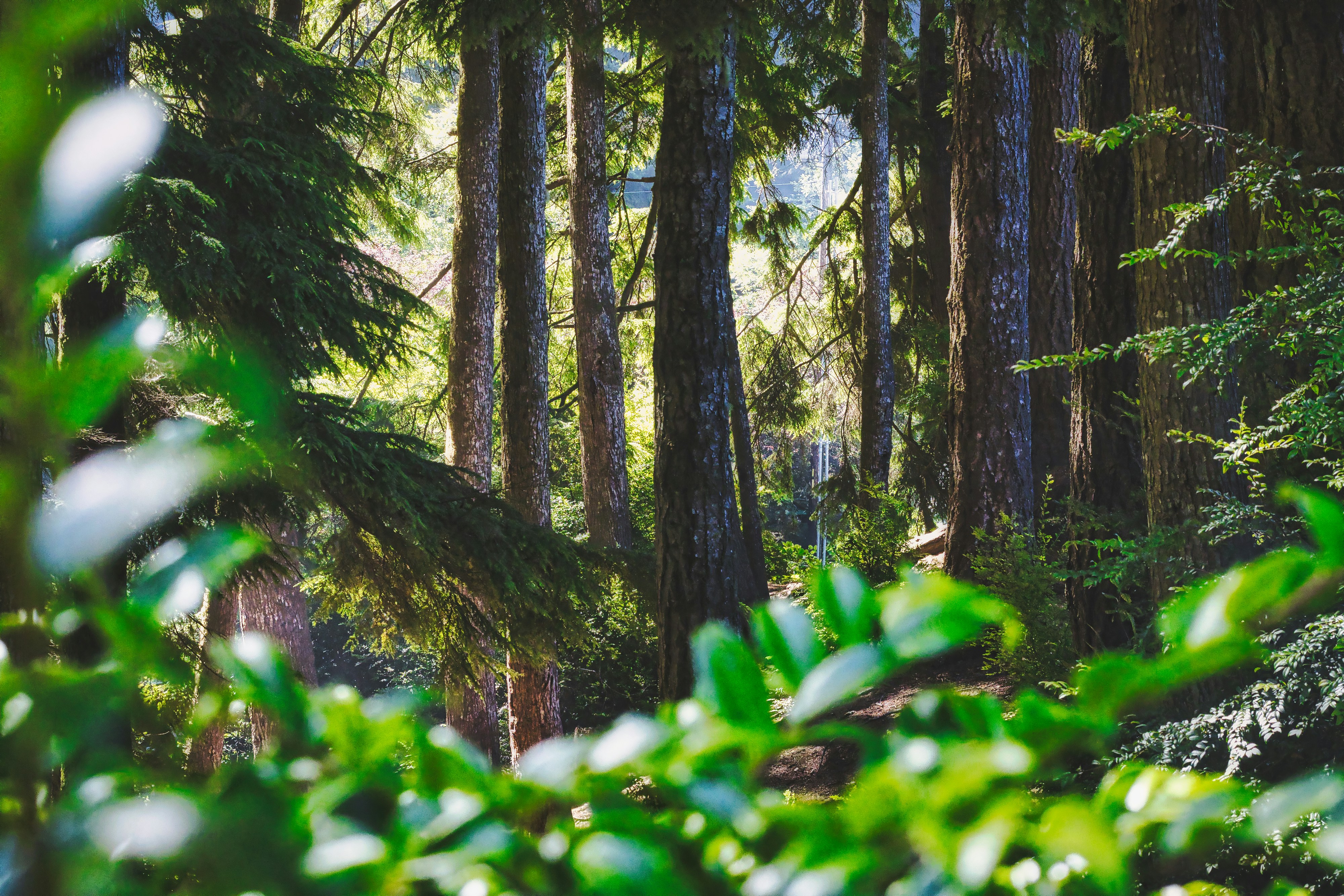 Sun-dappled forest scene with tall trunks and lush foreground foliage creating depth and a soft bokeh background.