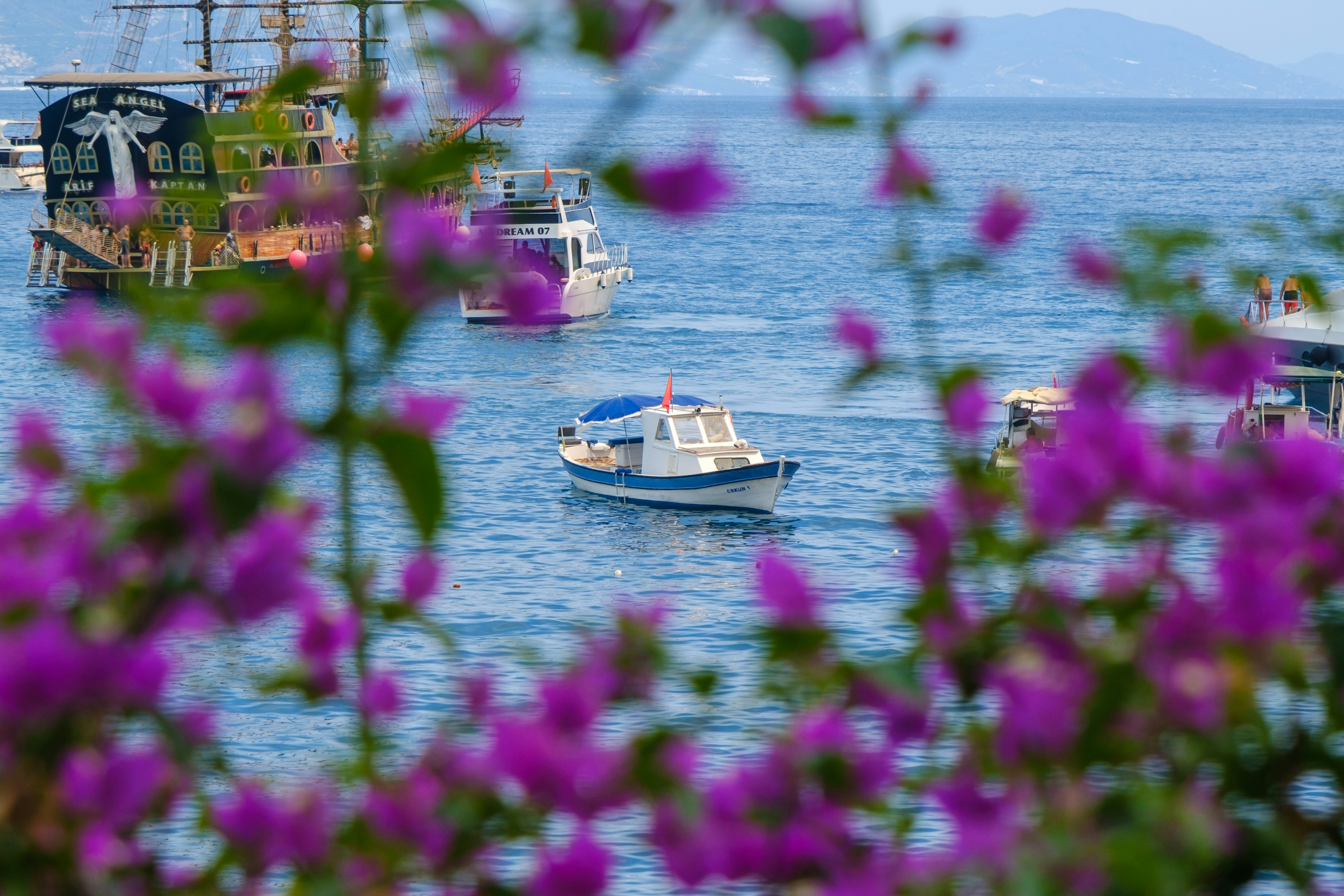 Fragrant Blooms Framing a Maritime Vista