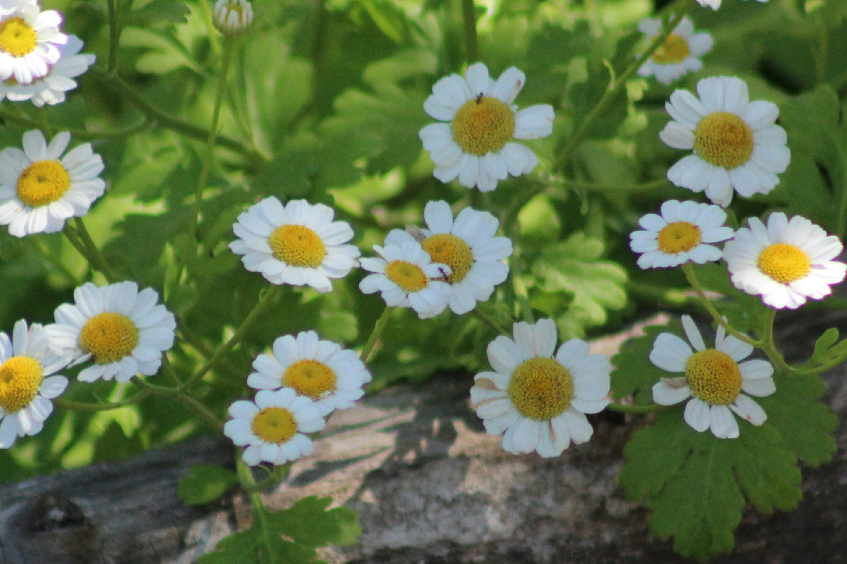 Sunlit Daisies Above a Weathered Log