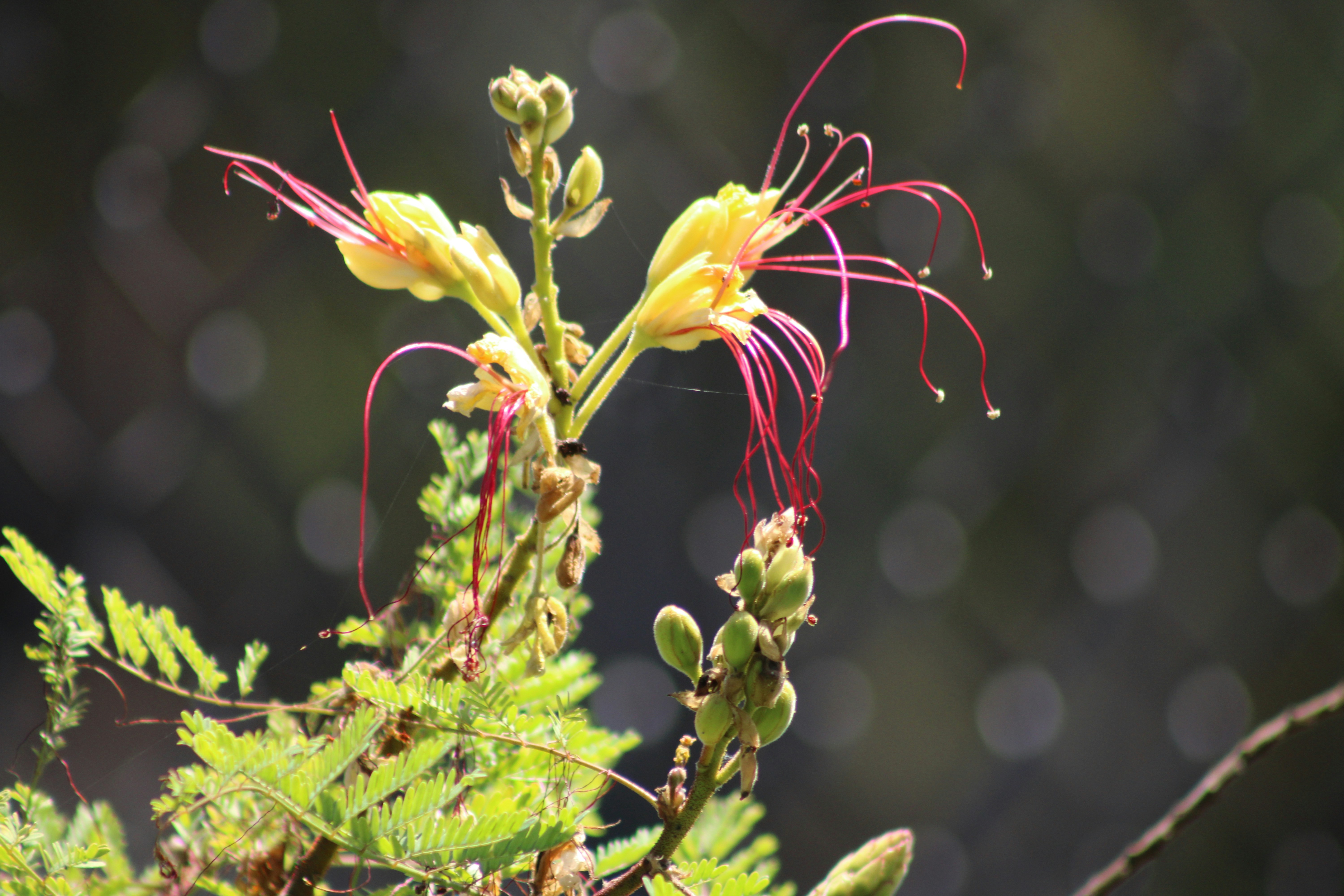 Crimson-tipped Honeysuckle: Spotlight on a Bloom against a Soft Bokeh Backdrop
