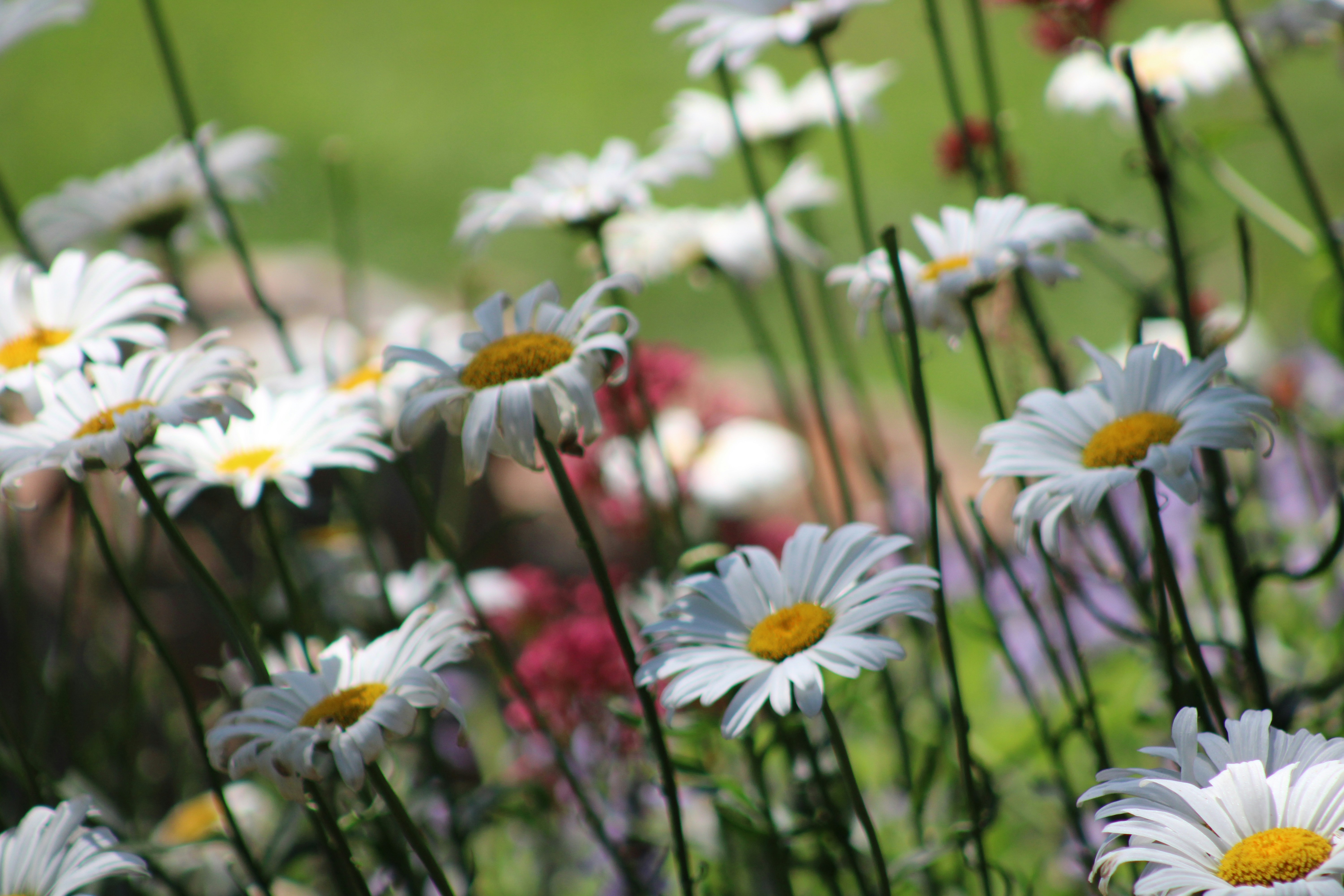 Field of White Daisies: Soft Blur and Bright Centers