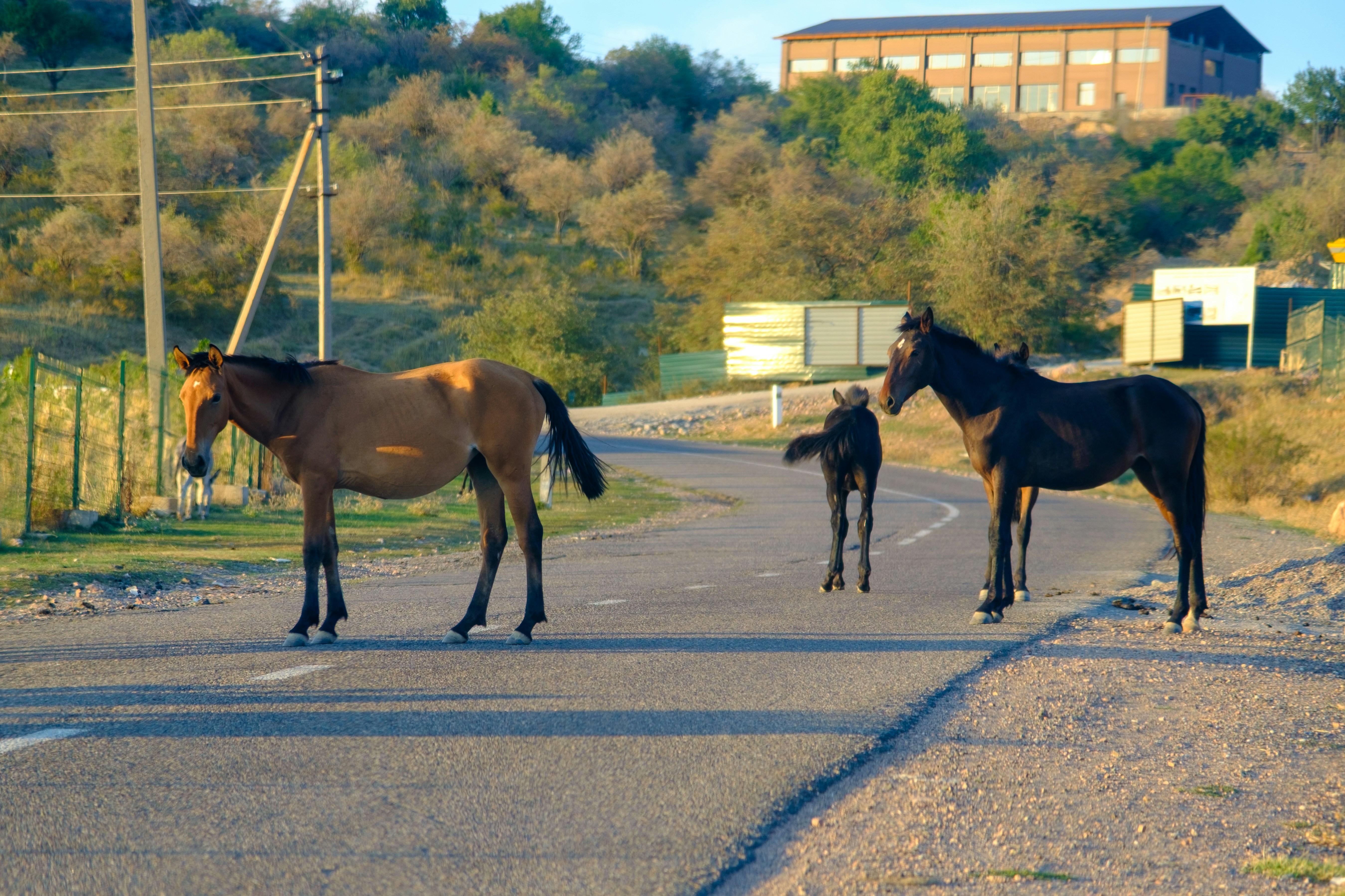 Herd at the Crossroad: Three Horses Amid Quiet Rural Road