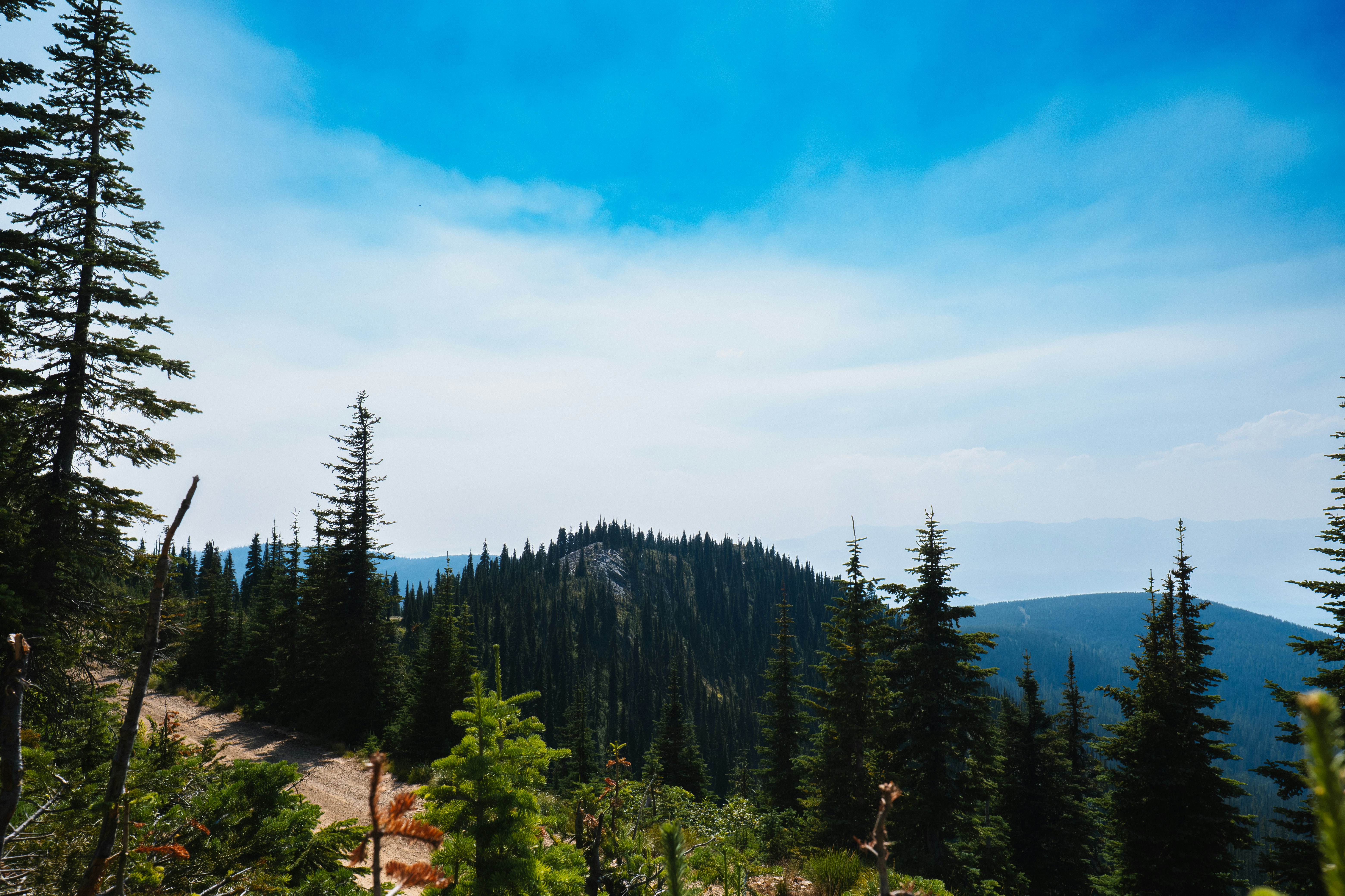 Cascading Pines Beneath a Powder-blue Sky