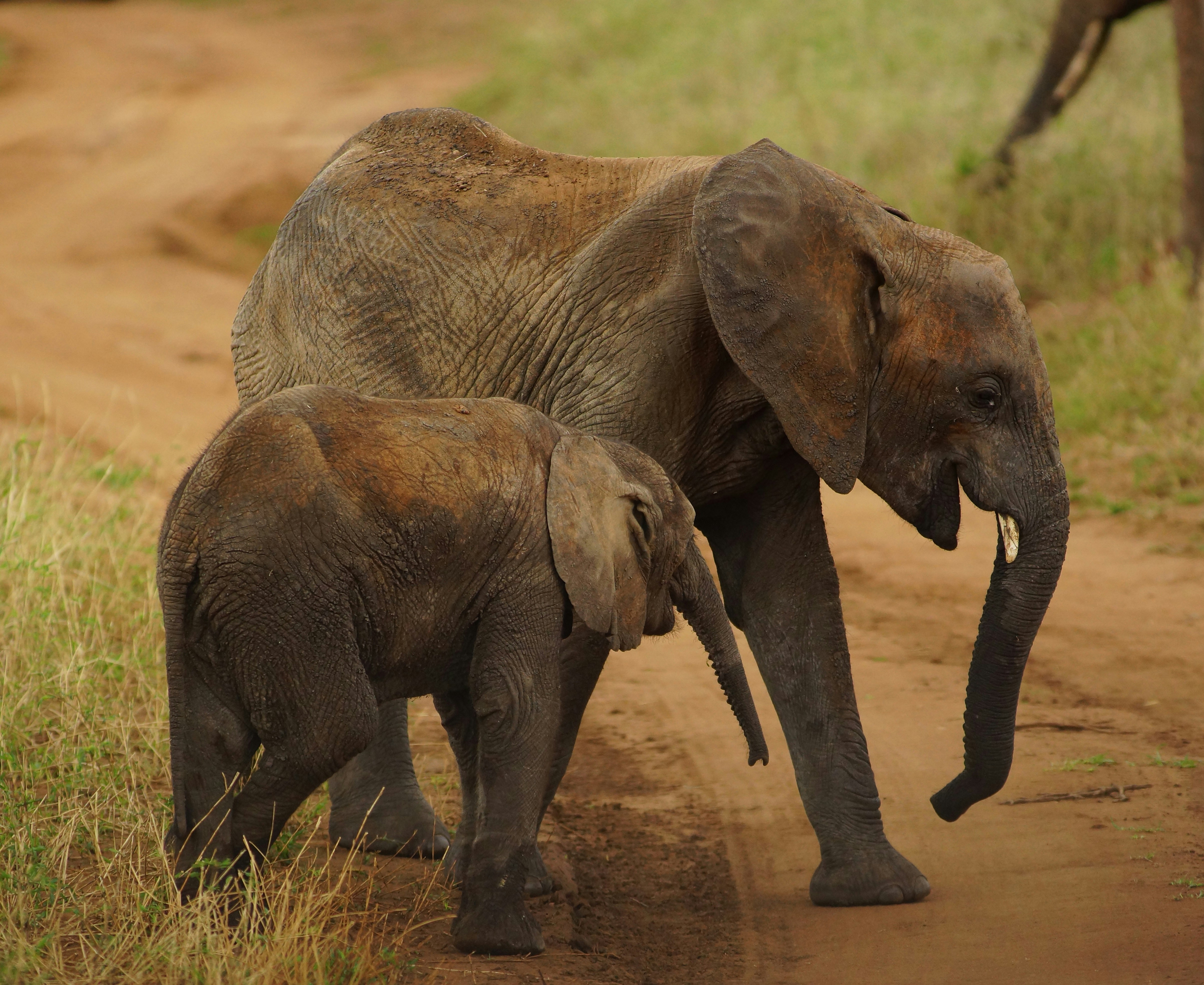Baby and Mother Elephant Crossing a Dusty Path