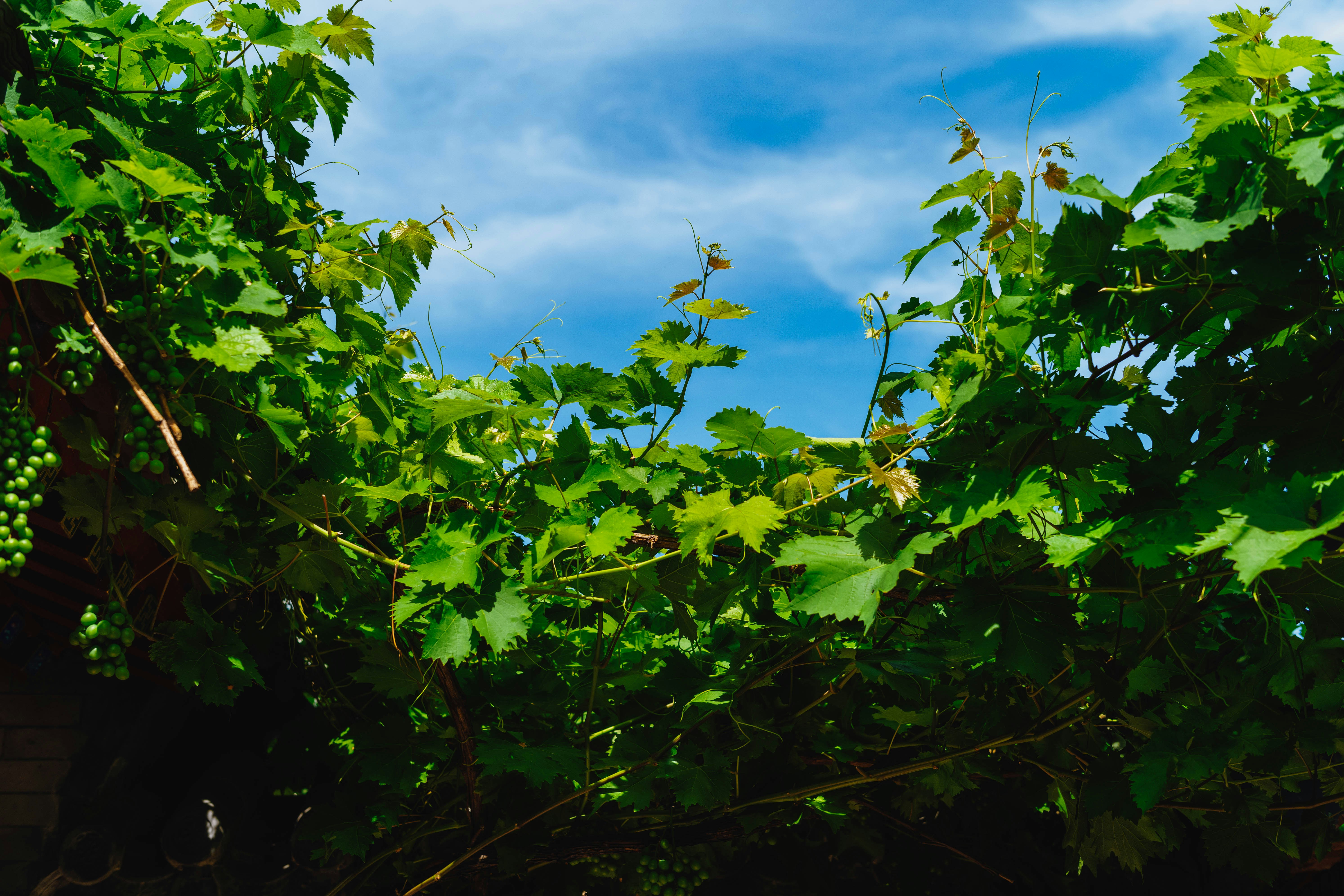Sunlit Vine Canopy Framed by Bright Sky