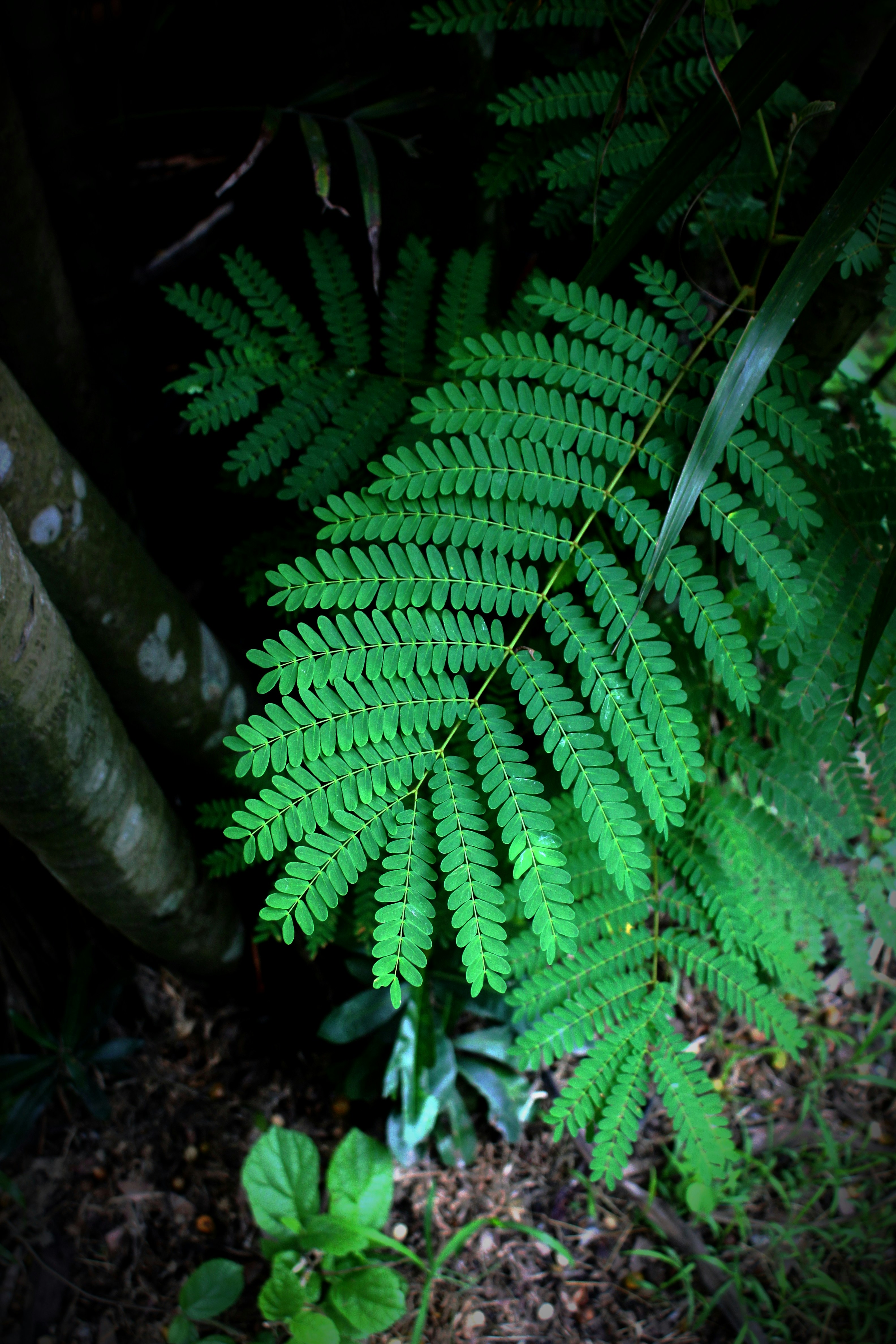 Vibrant Fern Frond Basking in Dappled Shade