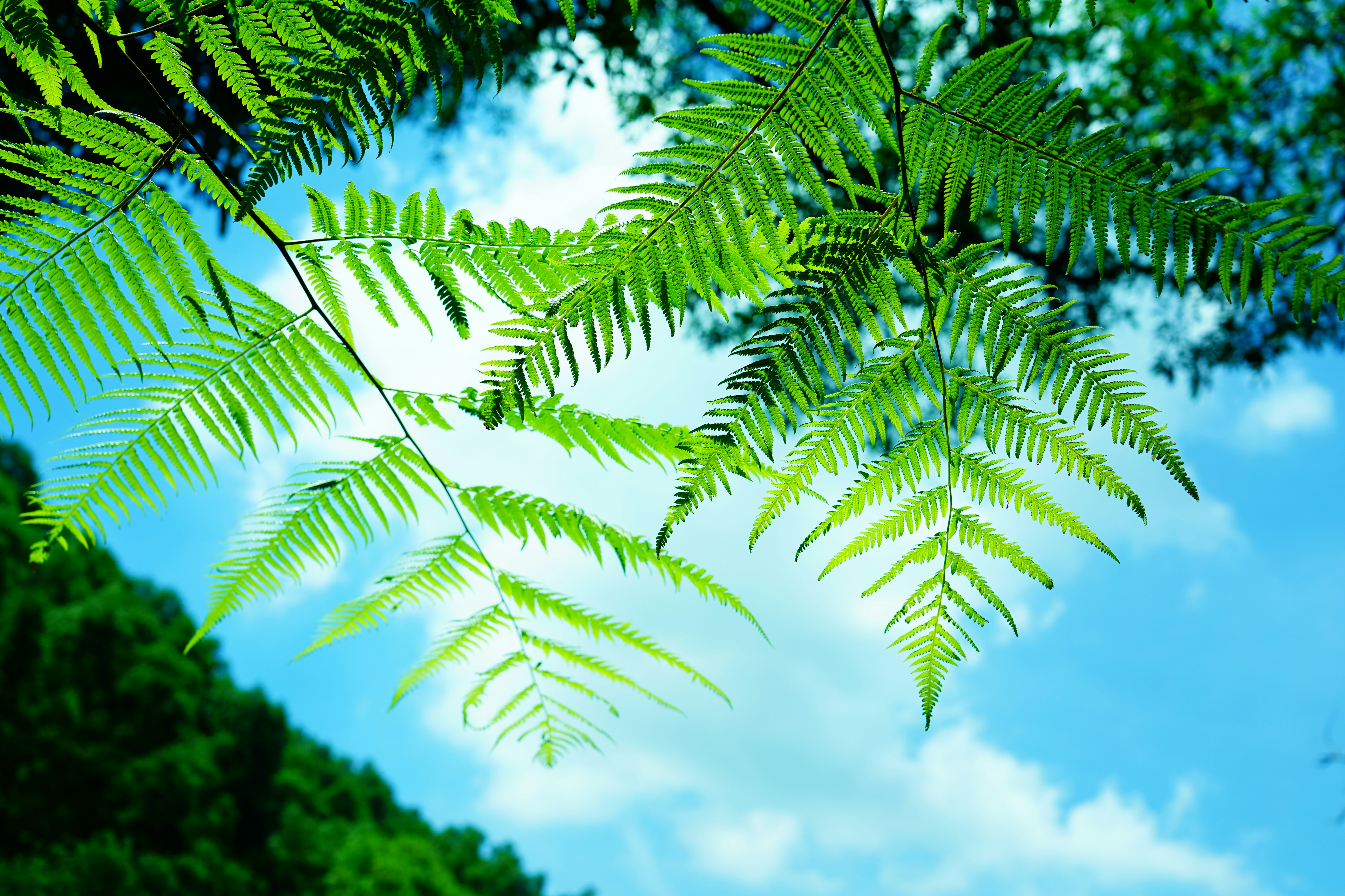 Fronds Against the Sky: Sunlit Ferns Reach Toward a Blue Canopy