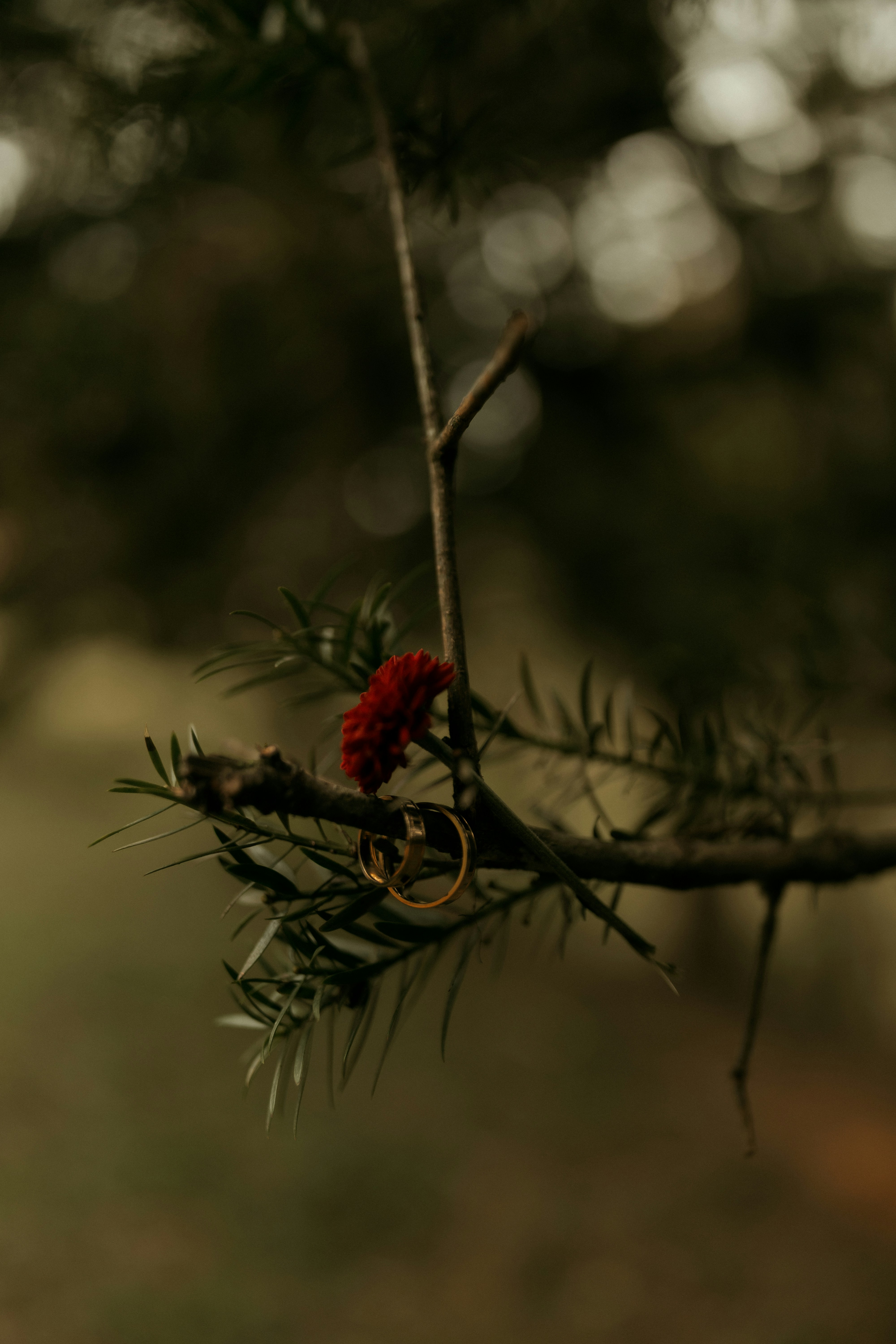 A Ring of Commitment Beneath Quiet Pine