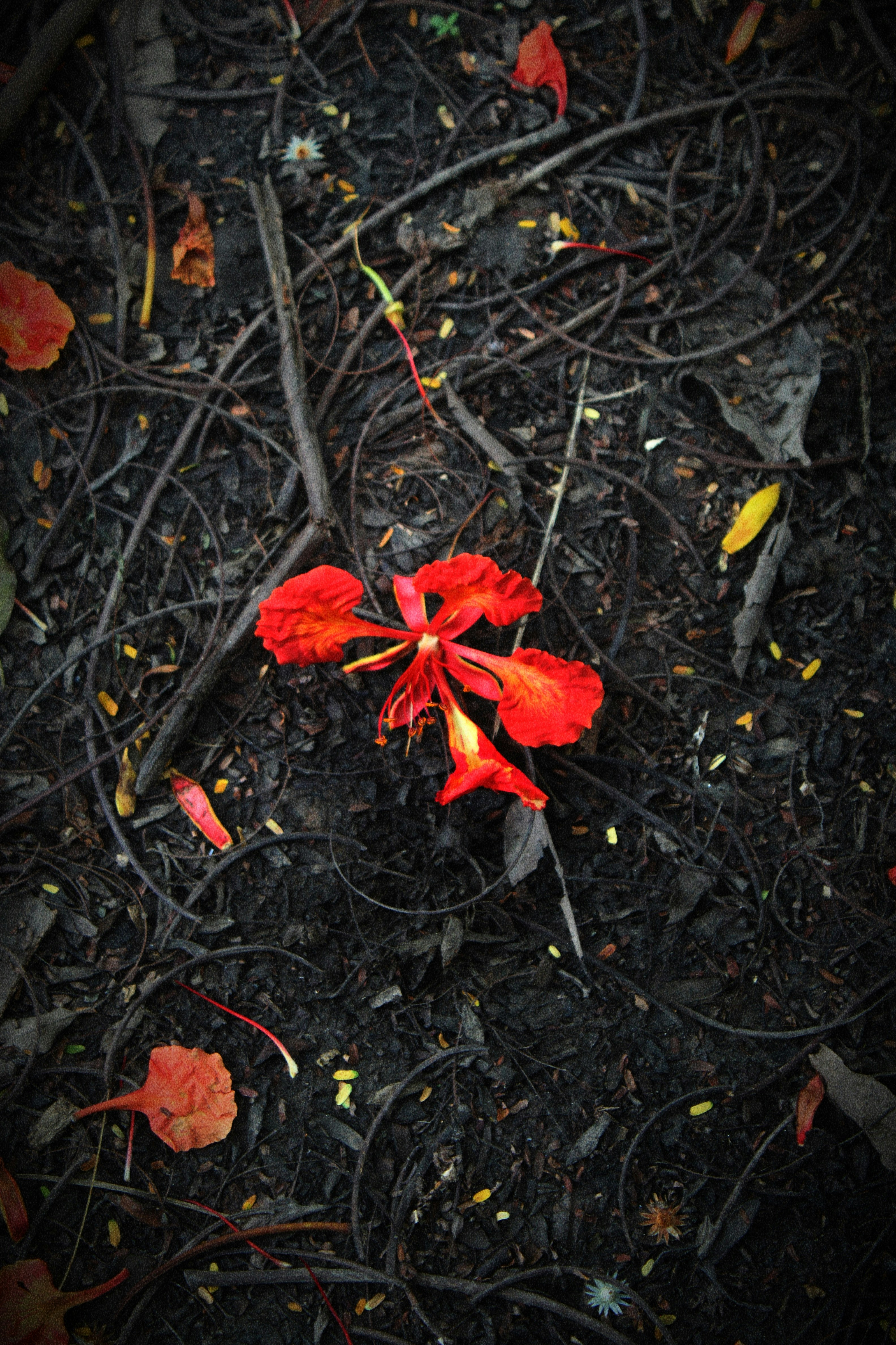 Red Flower Burst on Dark Ground: A Moment of Color Amid Debris