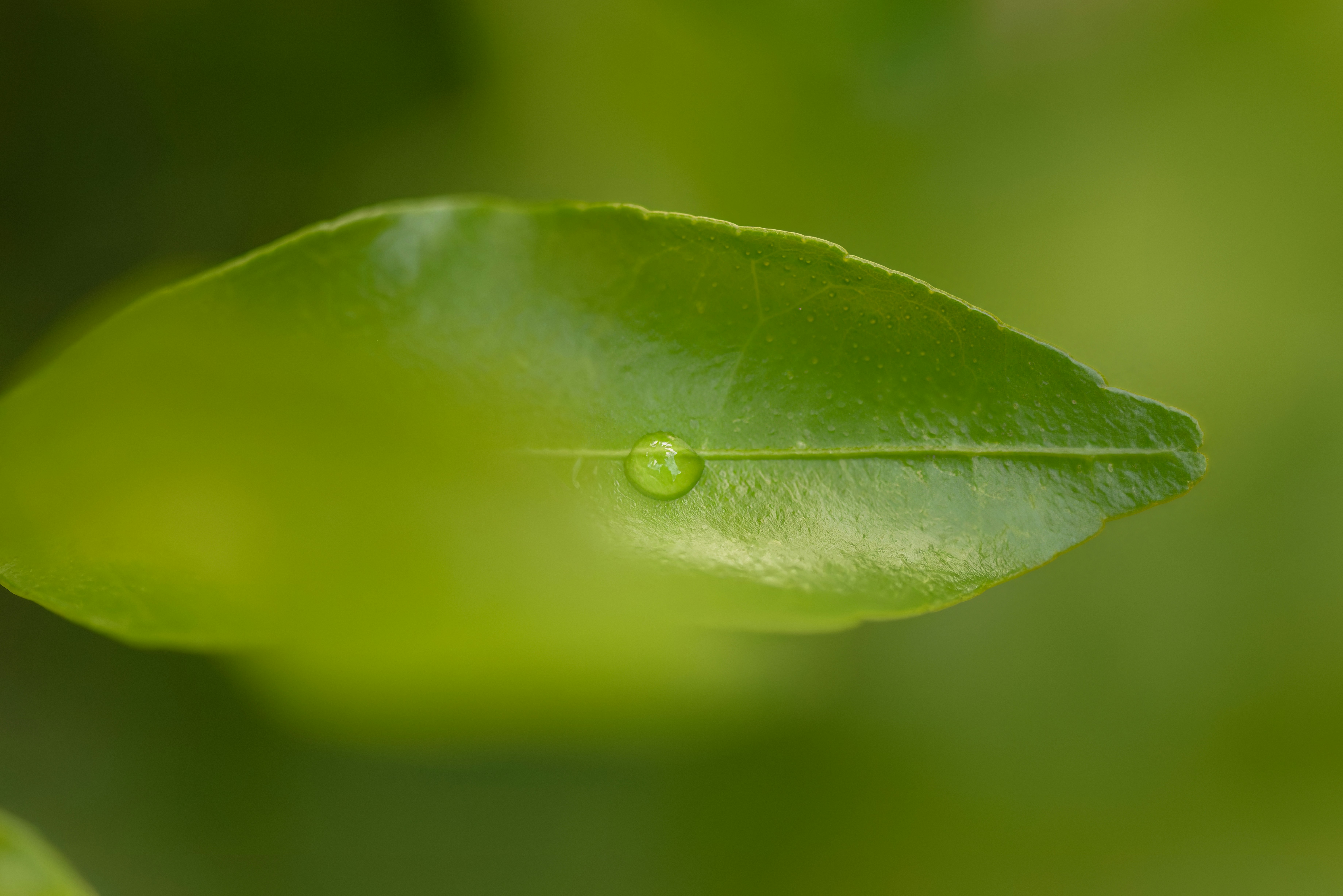 Photo by Allec Gomes with Nikon D810