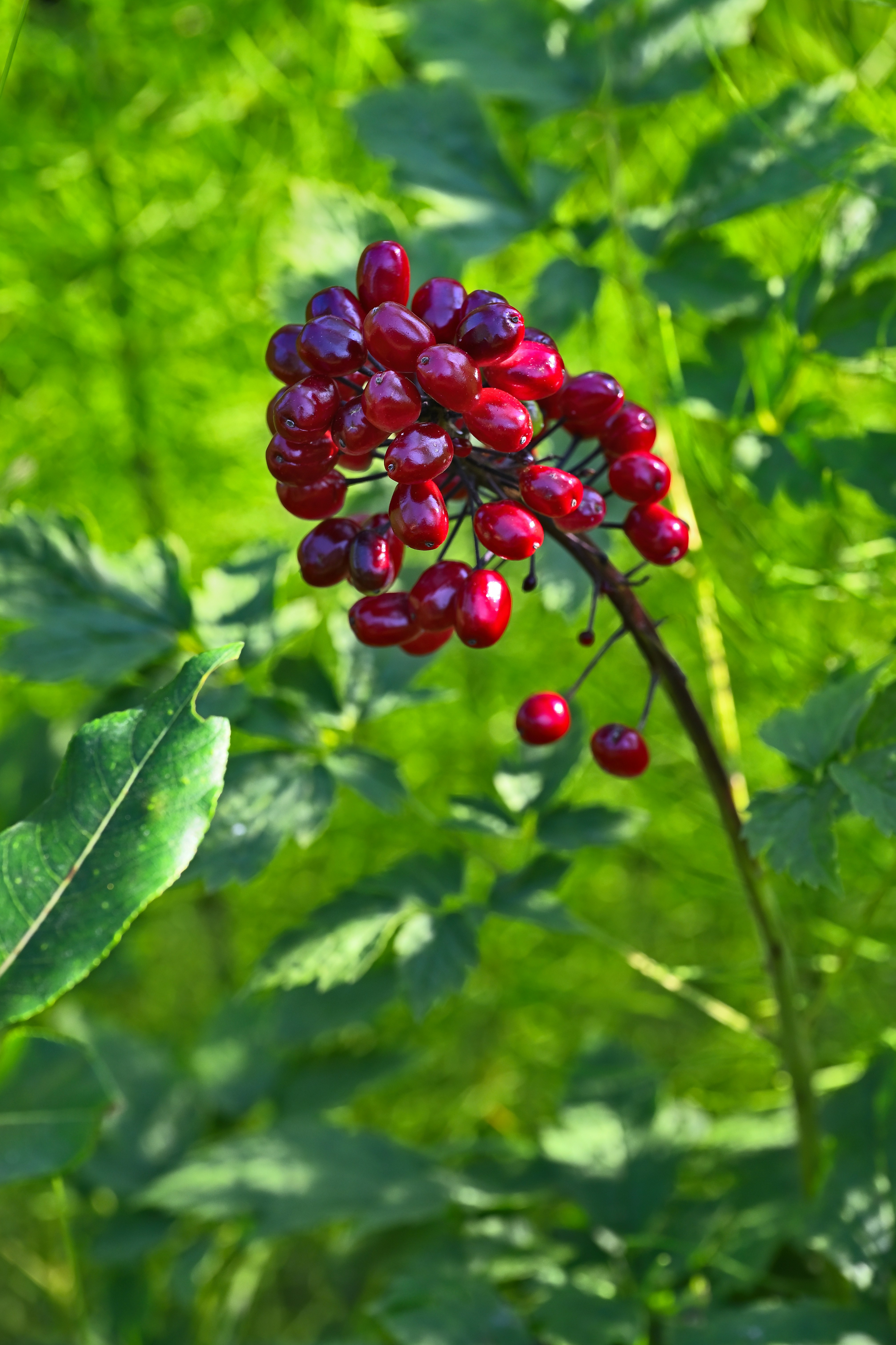 Ruby Cluster in Green Light