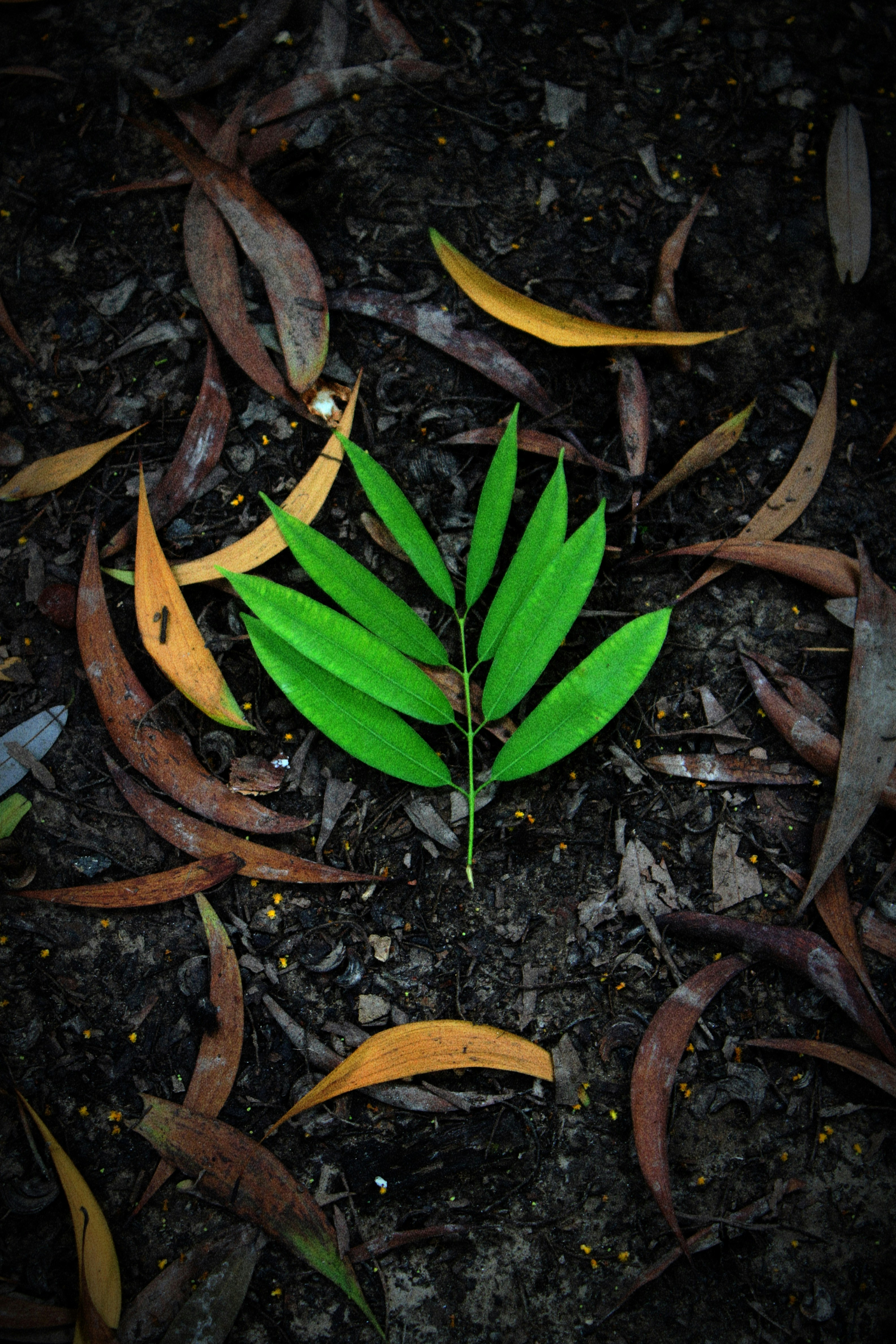 Bright green leaf cluster stands out from dark, earthy ground scattered with brown and yellow leaves and tiny yellow particles.