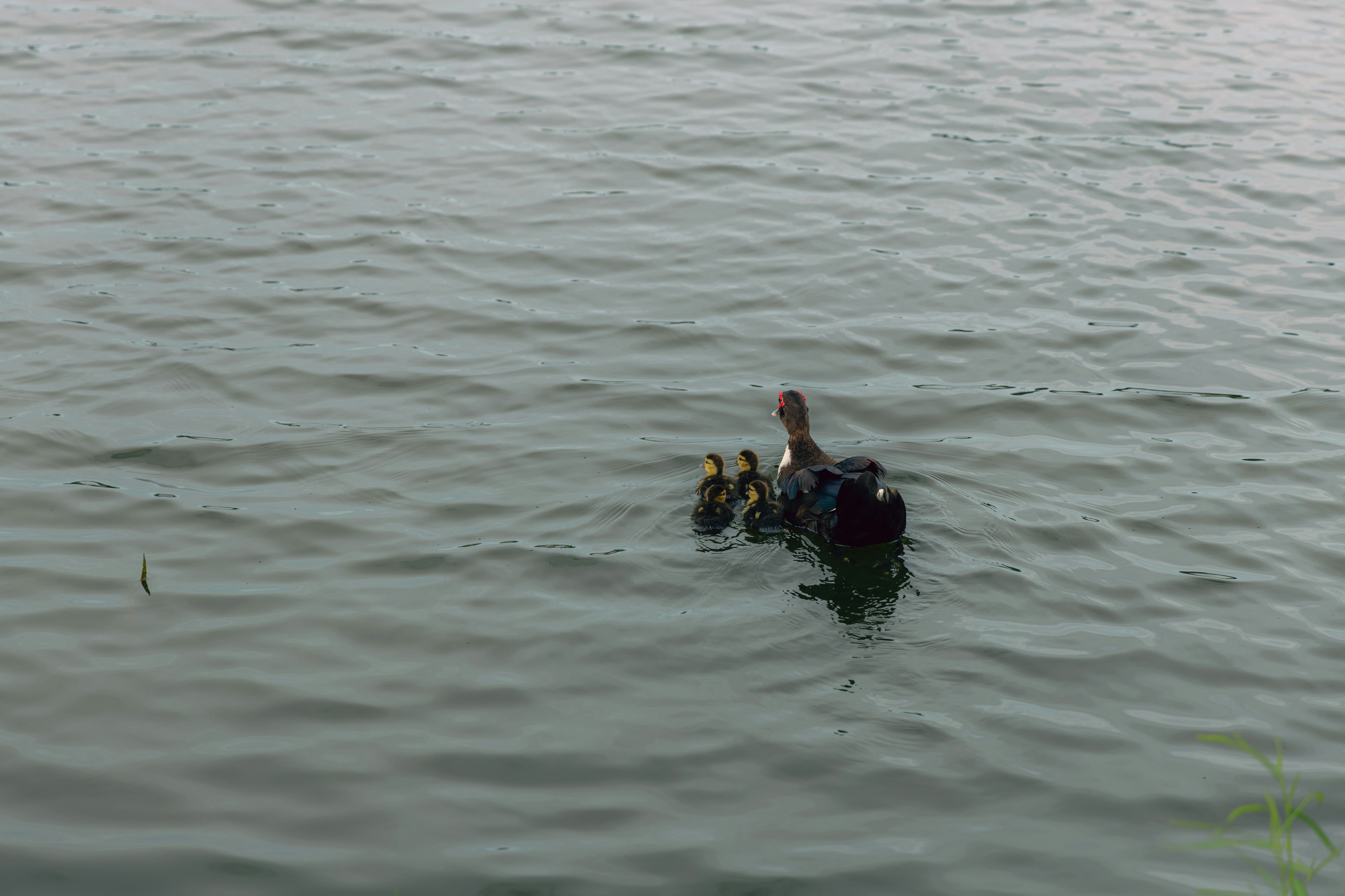 Mother Duck and Ducklings on Quiet Water