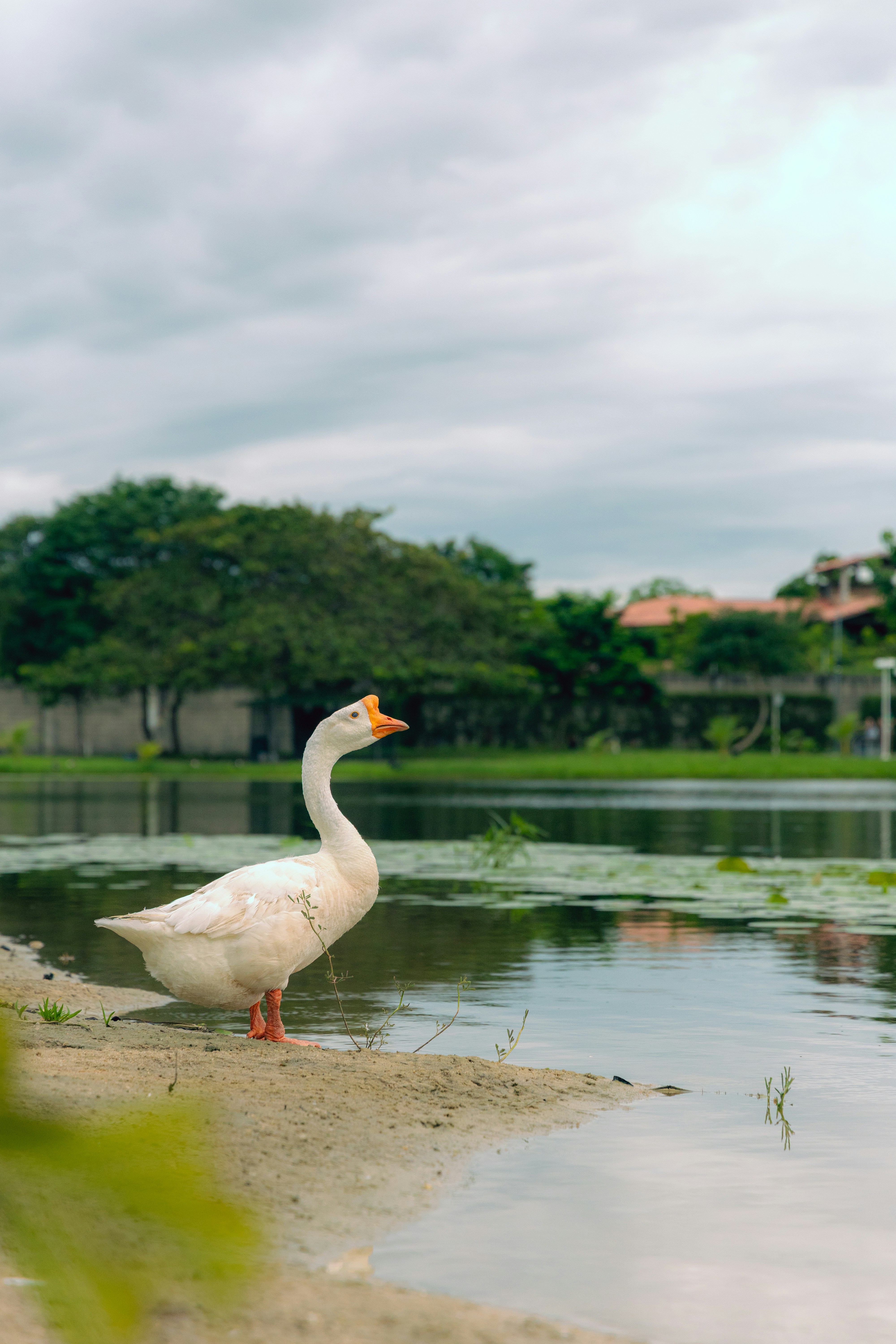 White Goose at the Water's Edge Under Soft Sky
