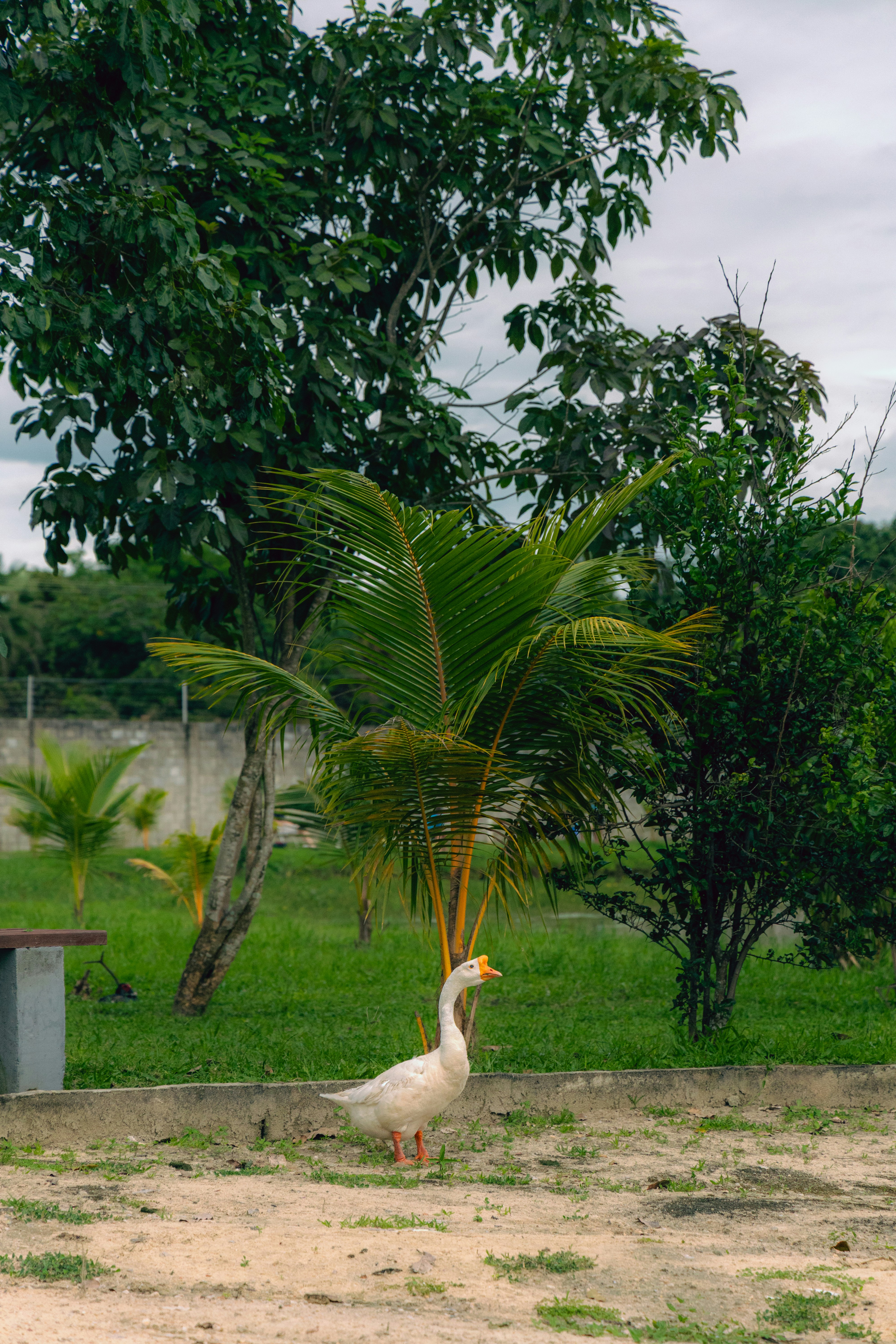 Compact white goose stands on a dirt path amid trees and greenery, with a palm near its side, in a sunny outdoor scene.