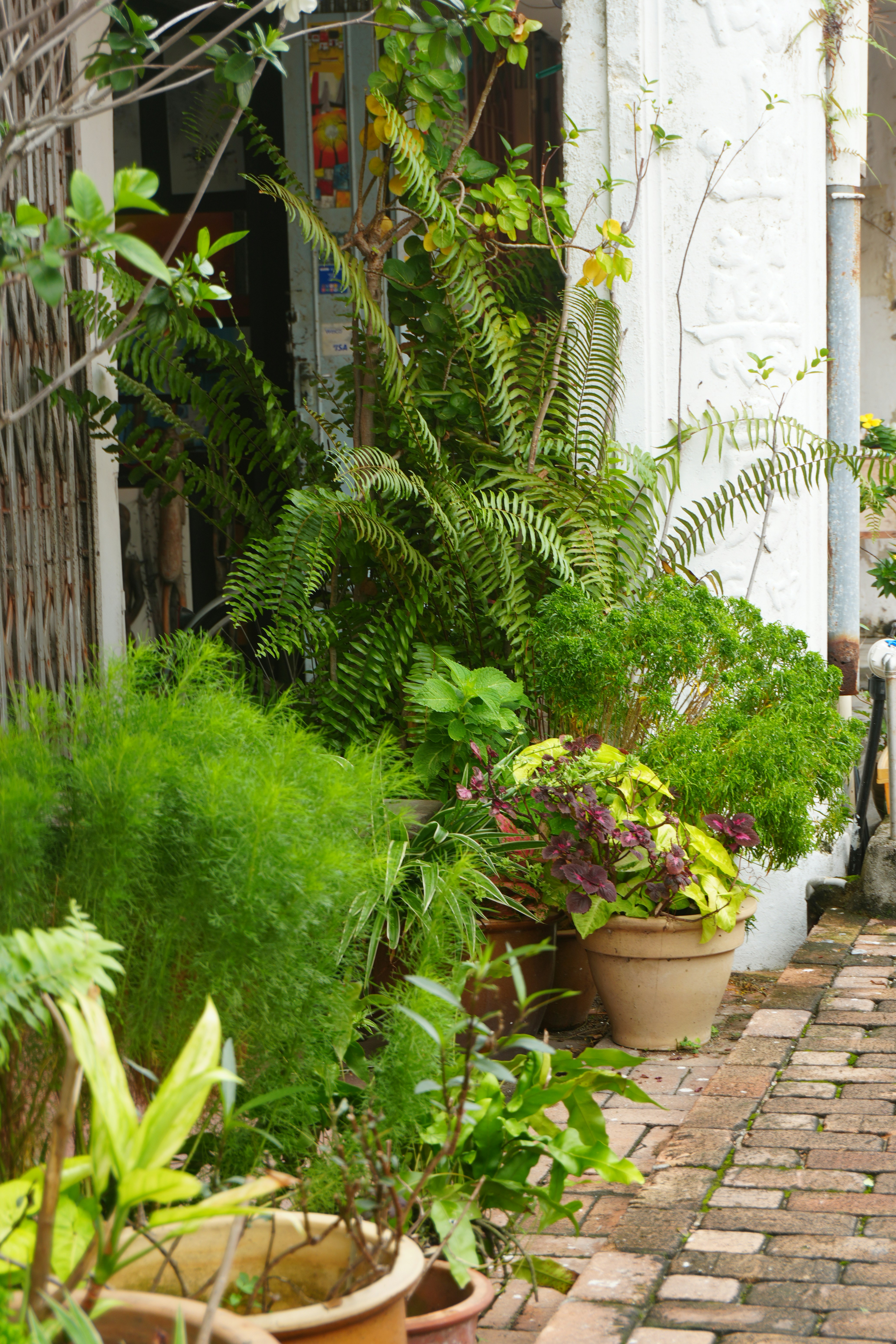 Greenway Doorstep: A Quiet Palette of Potted Plants Along a Brick Walk