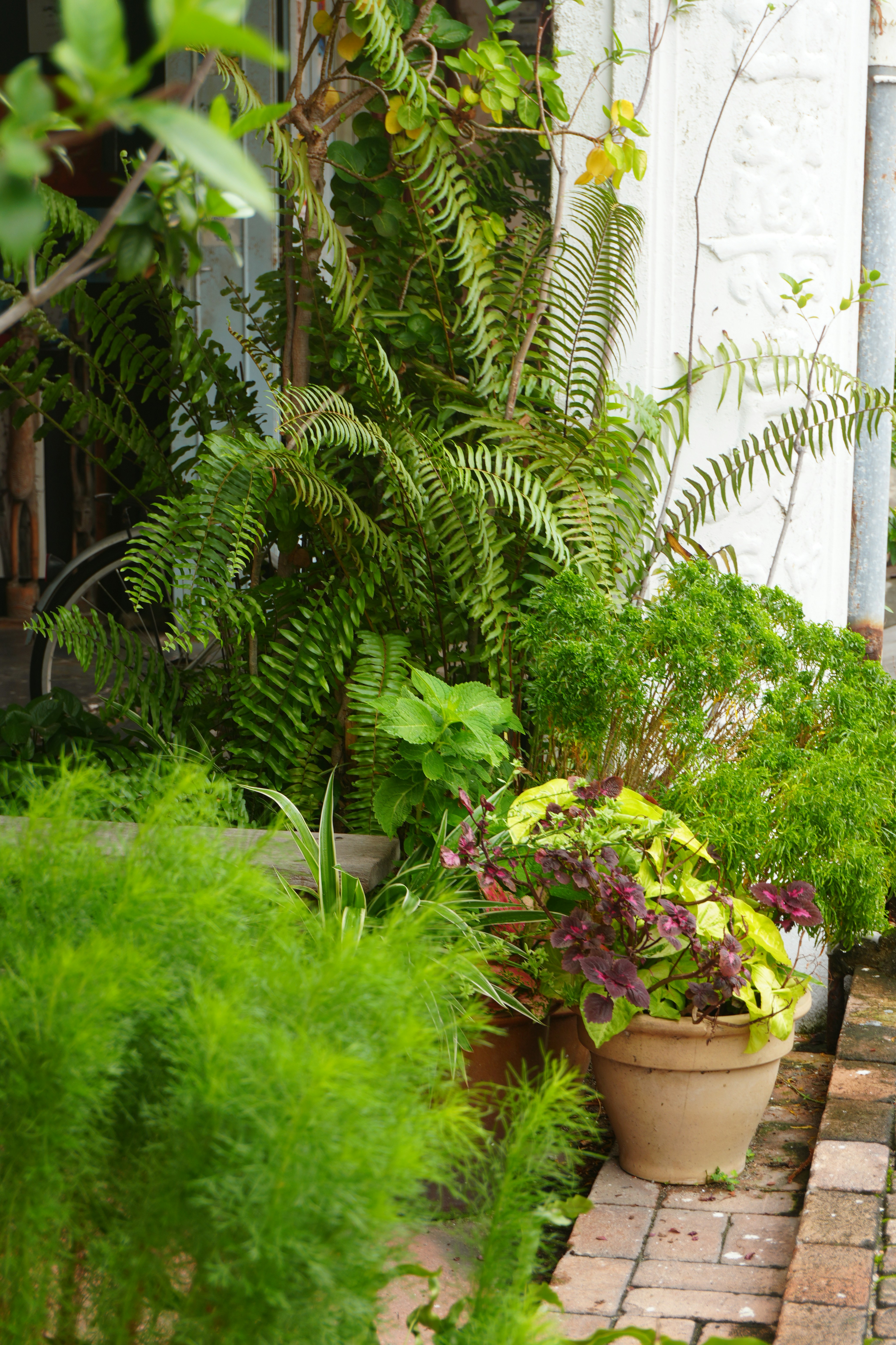 Verdant Stairway: Ferns and Potted Plants lining a sunlit Path