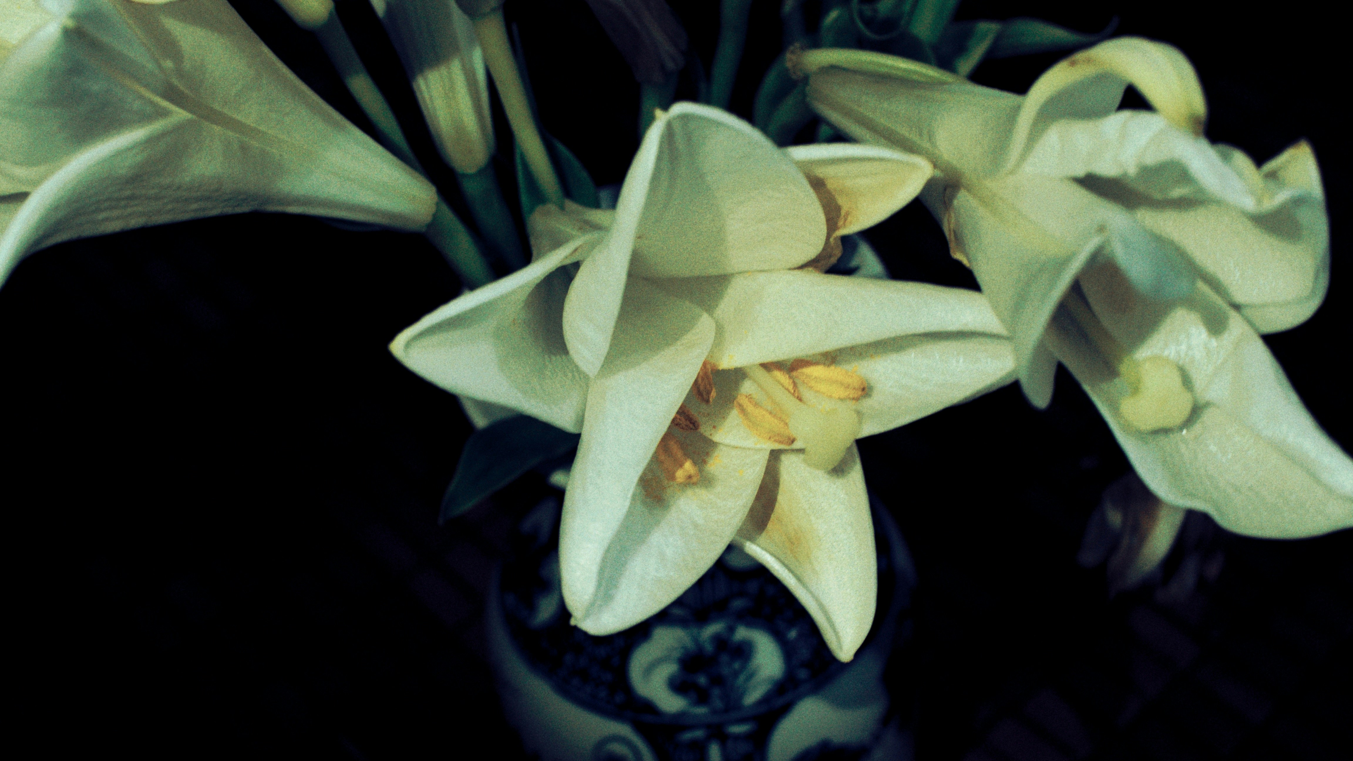 White lilies explode softly from a dark vase, illuminated to reveal petal texture and yellow stamens.