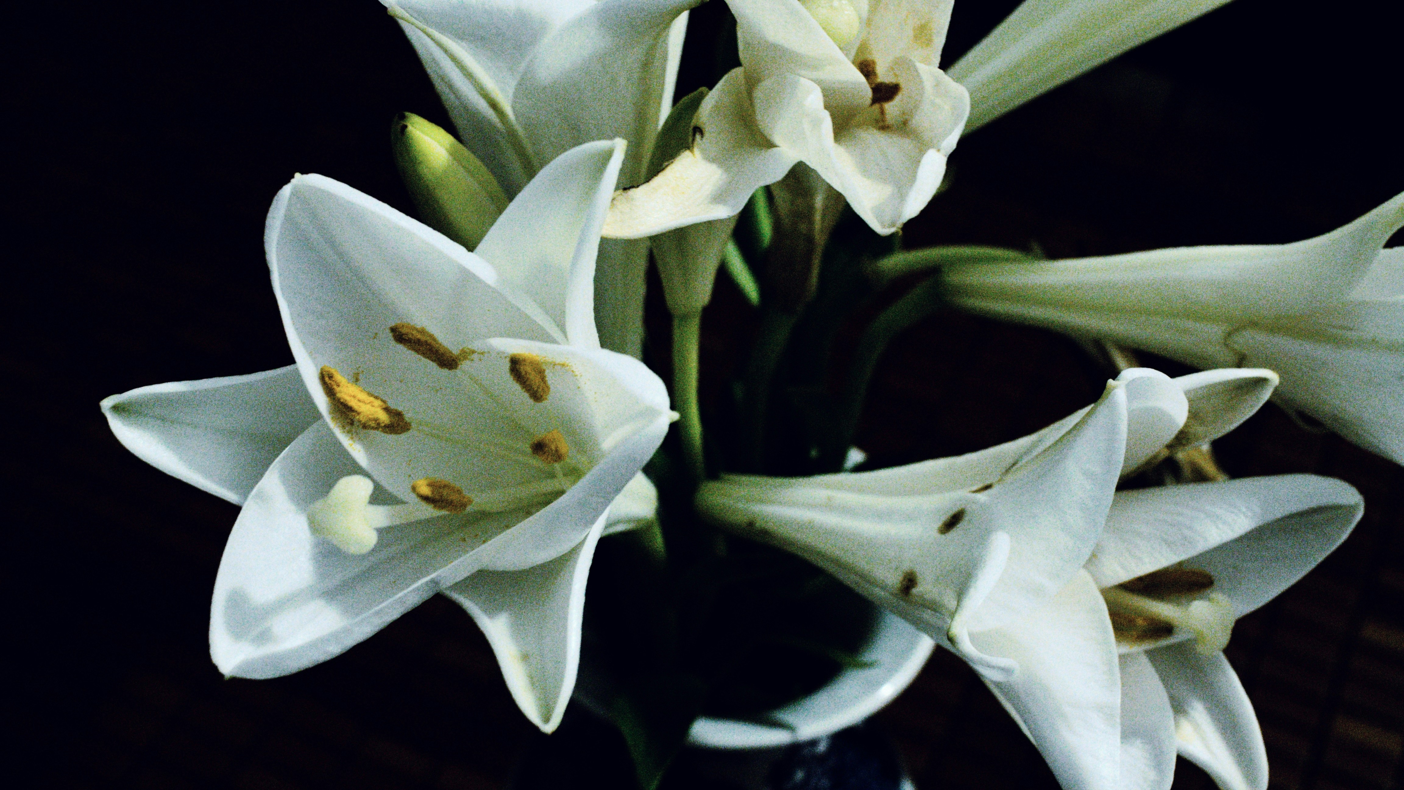 White Lilies in Quiet Night: A Study of Petals and Light
