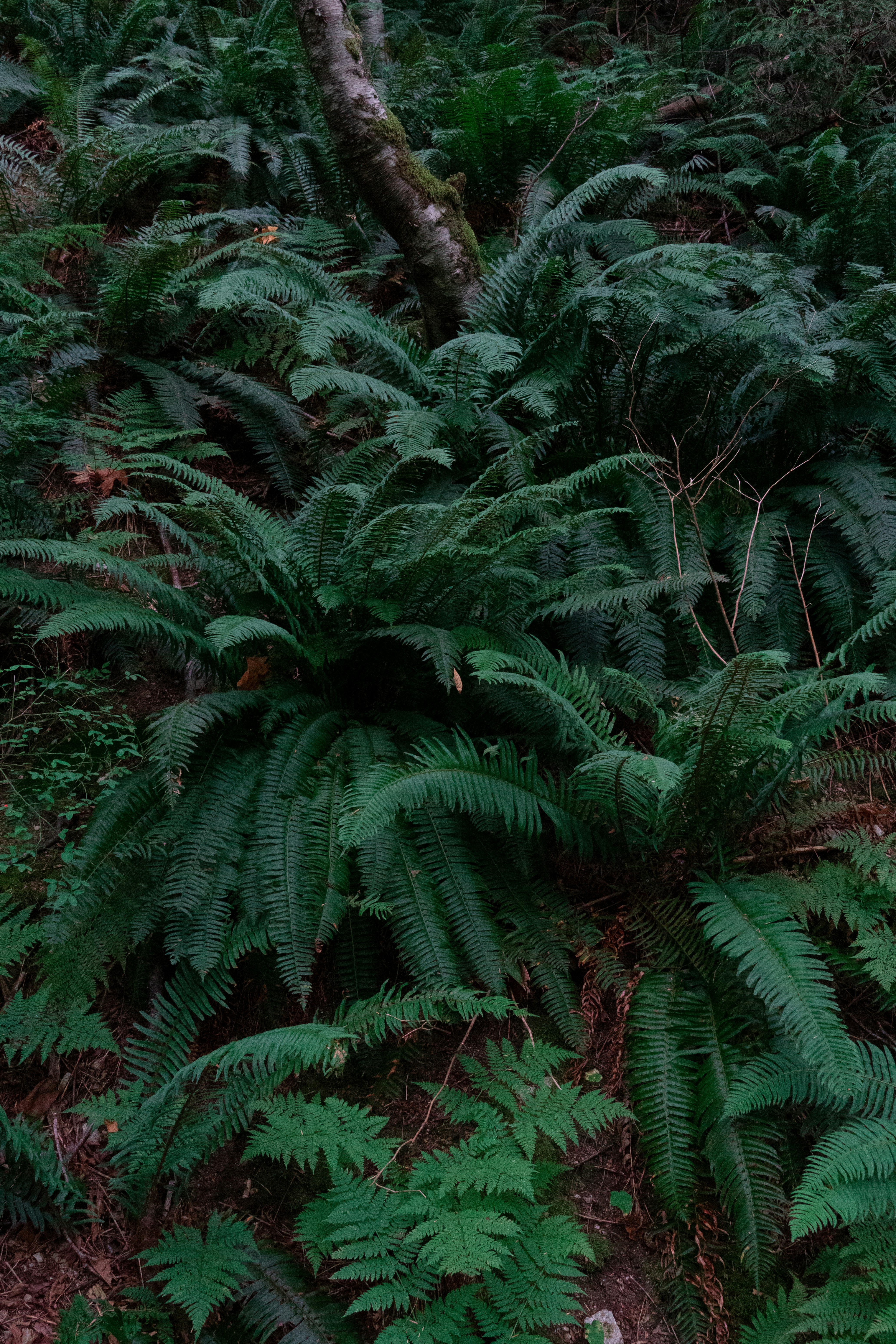 Emerald Fern Canopy: A Quiet Forest Understory