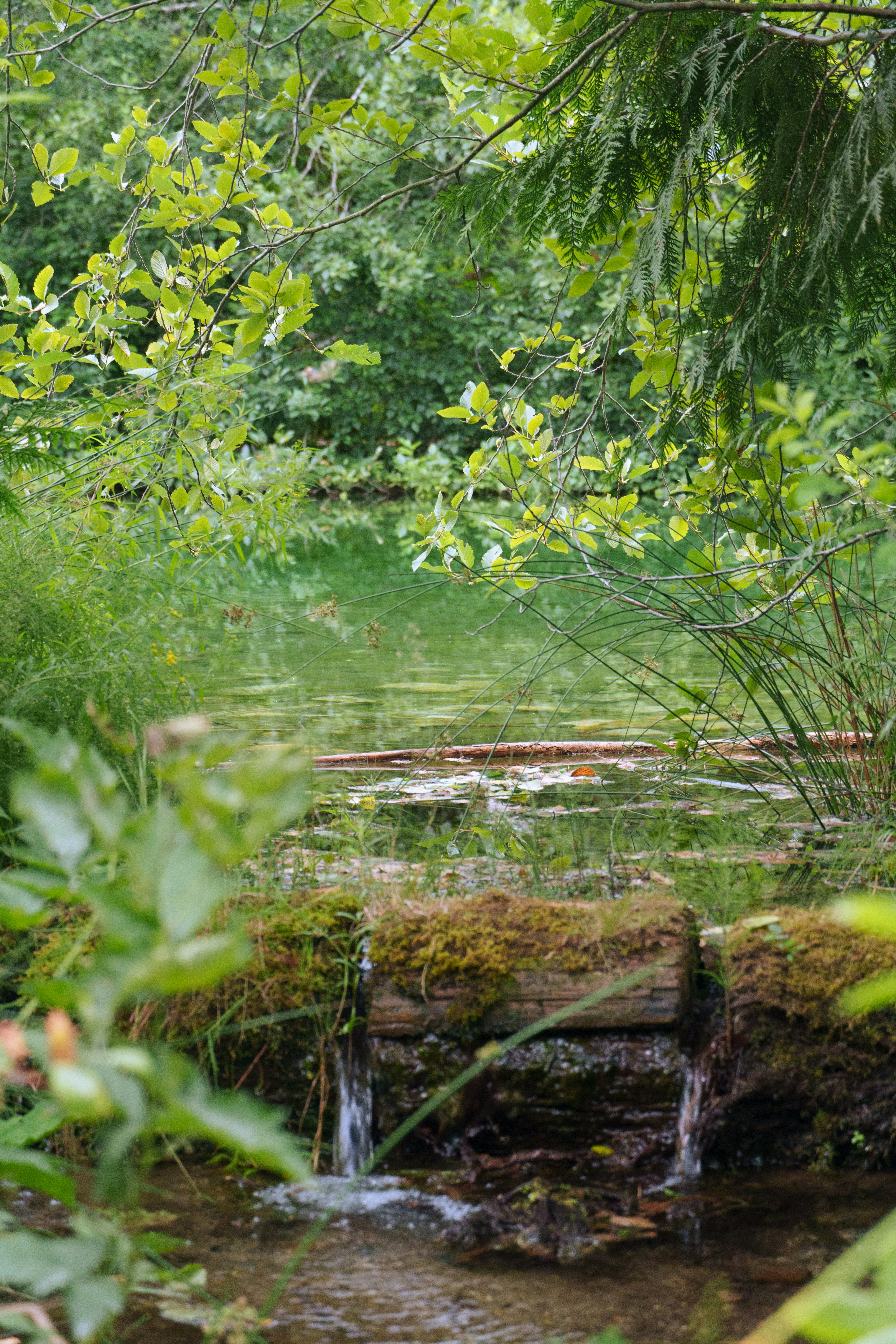 Verdant Cascade: A Quiet Pool Framed by Overhanging Branches
