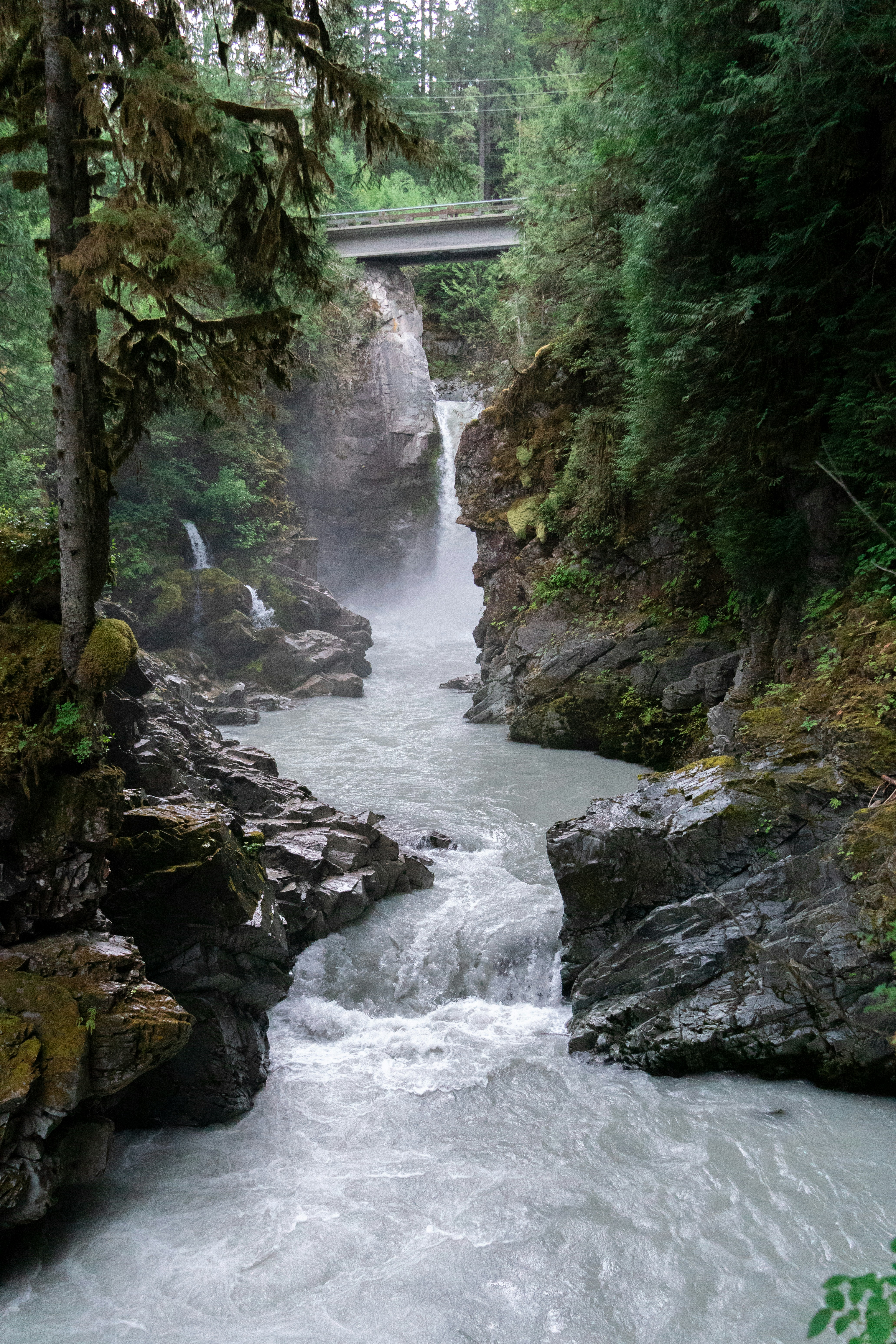 Rushing Gorge Under a Forested Bridge