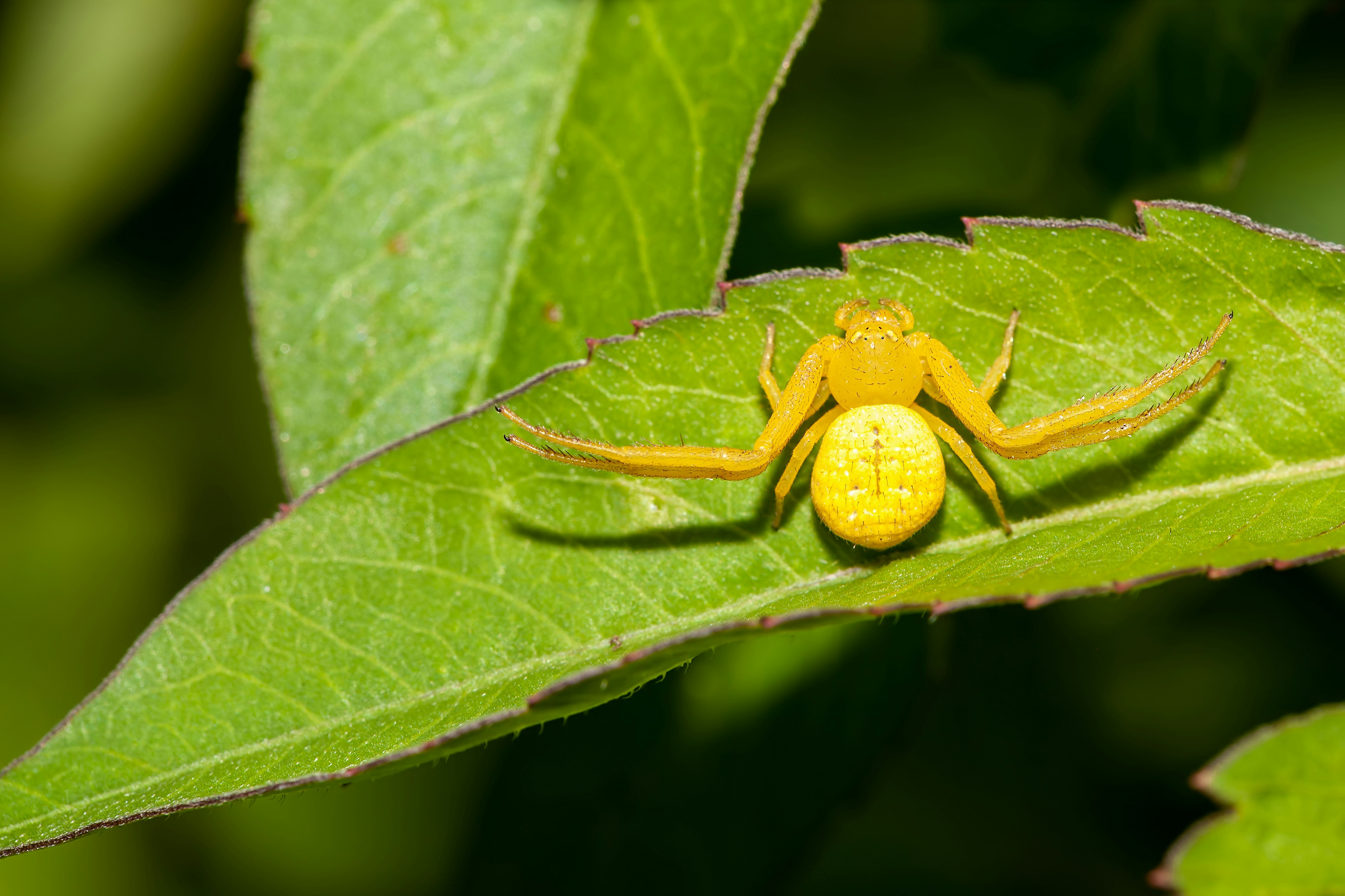 Sunlit Yellow Arachnid Resting on a Veined Leaf