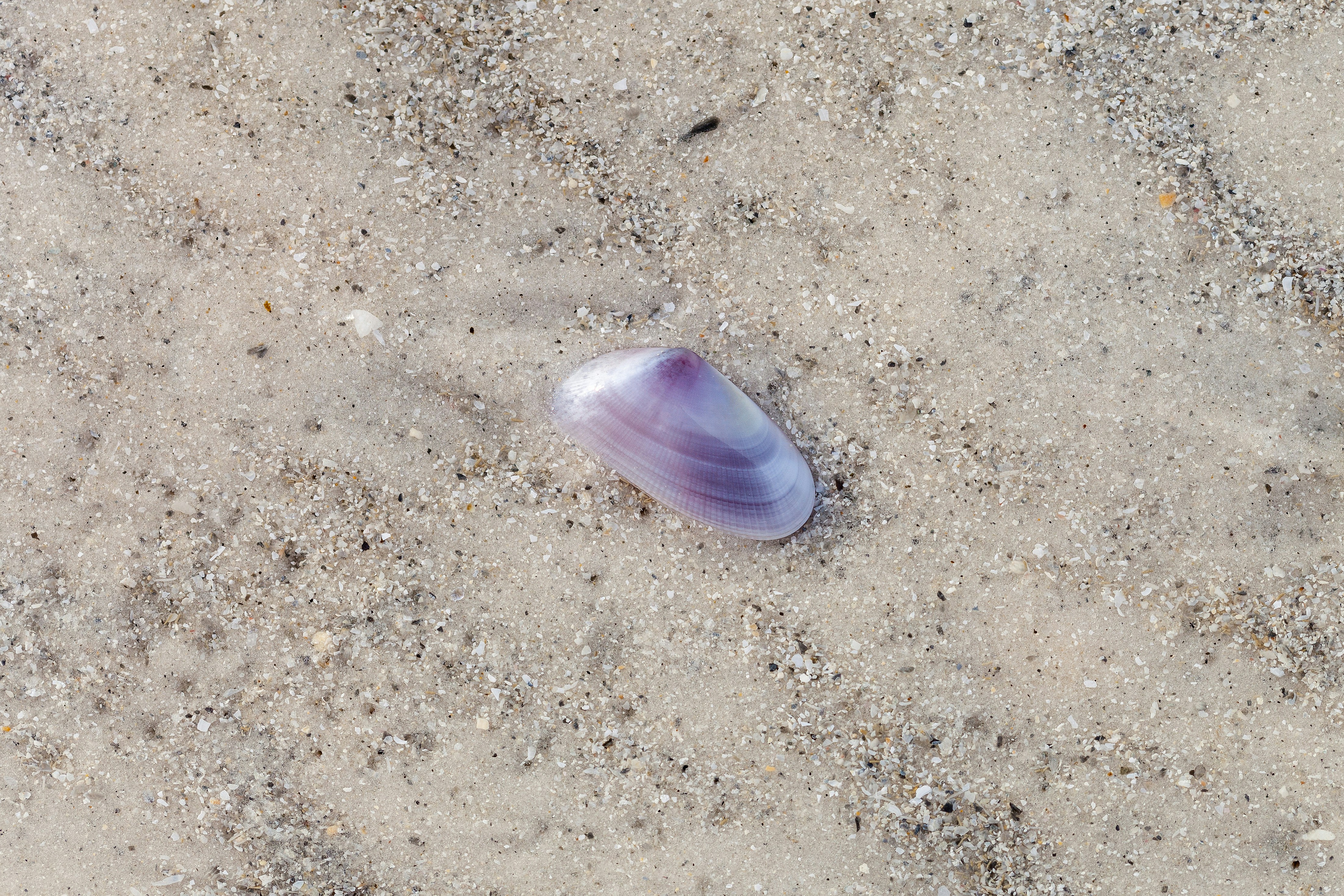 Quiet Shoreline: A Purple Shell Resting on Sand