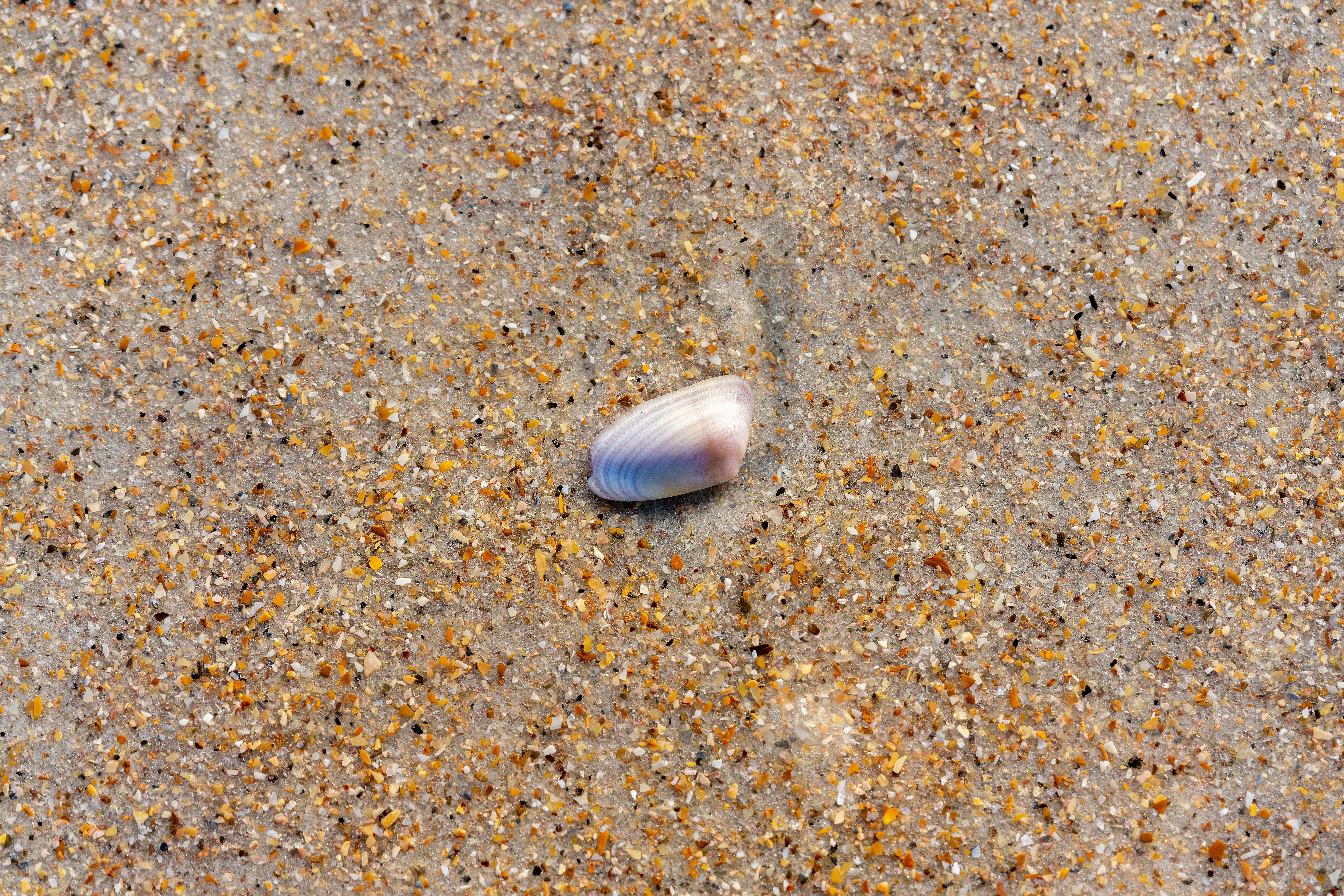 Coastal Shell on Granulated Sand
