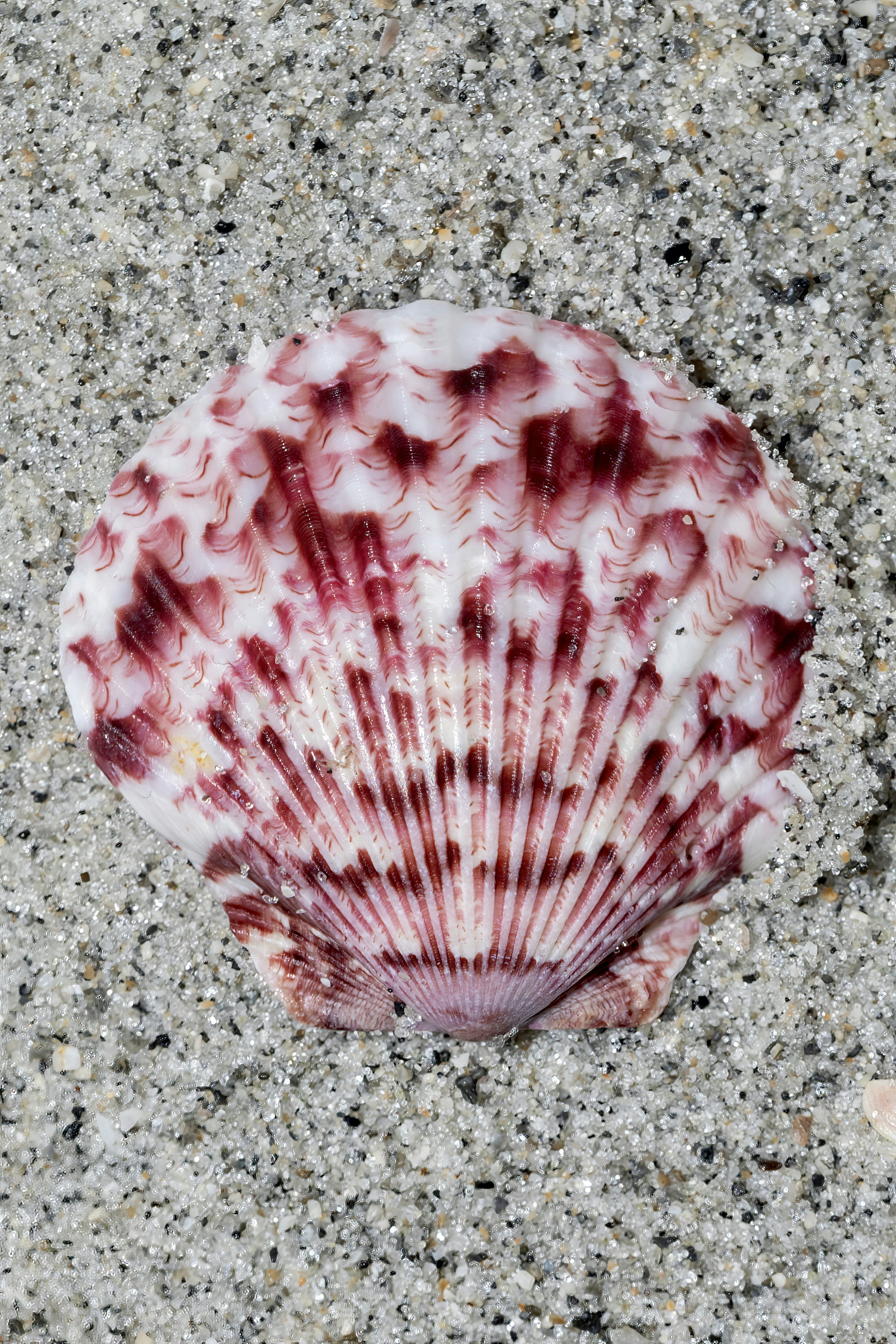 Red-Textured Shell on Grains of Sand