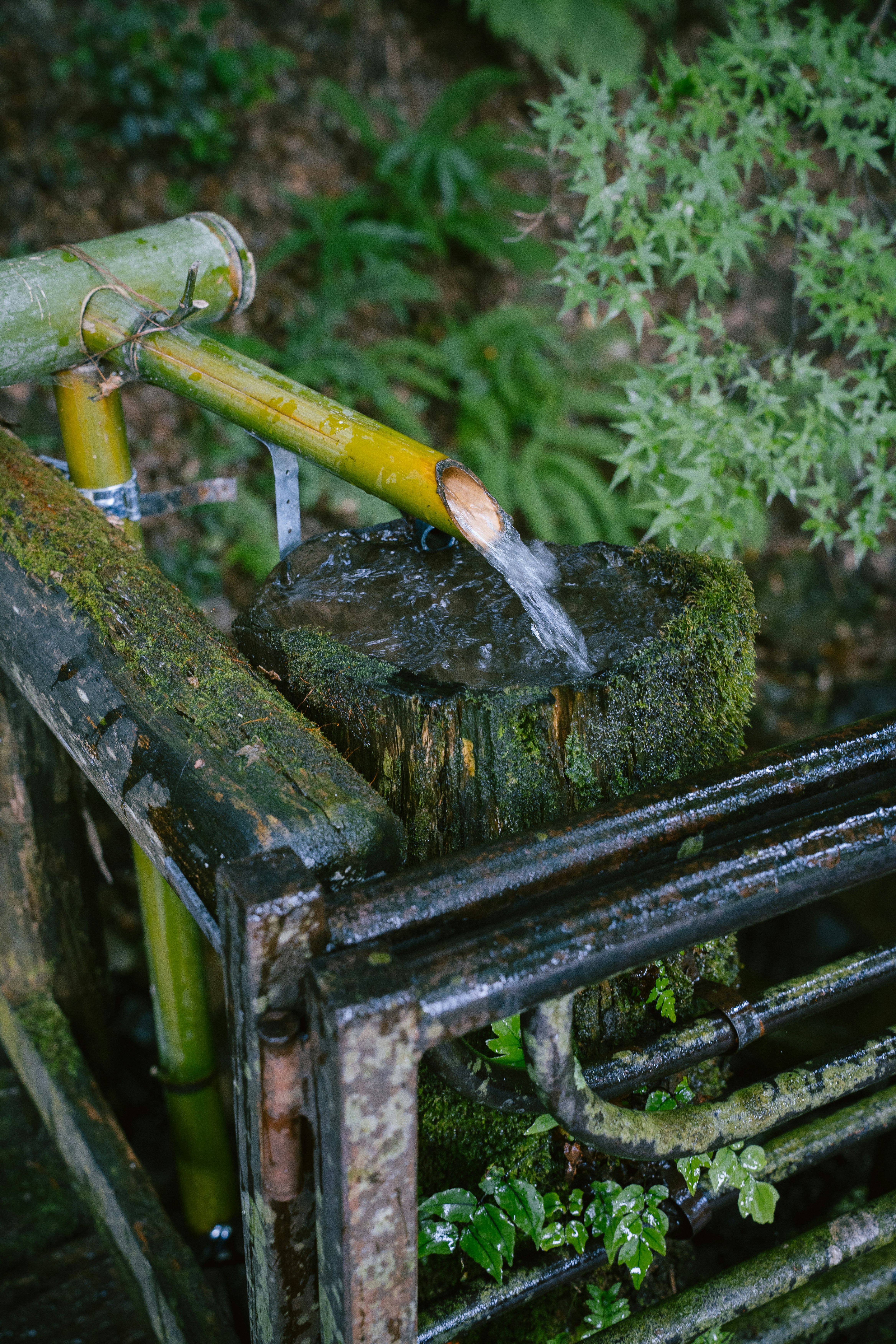 Rain-fed Bamboo Spout over Mossy Logwork