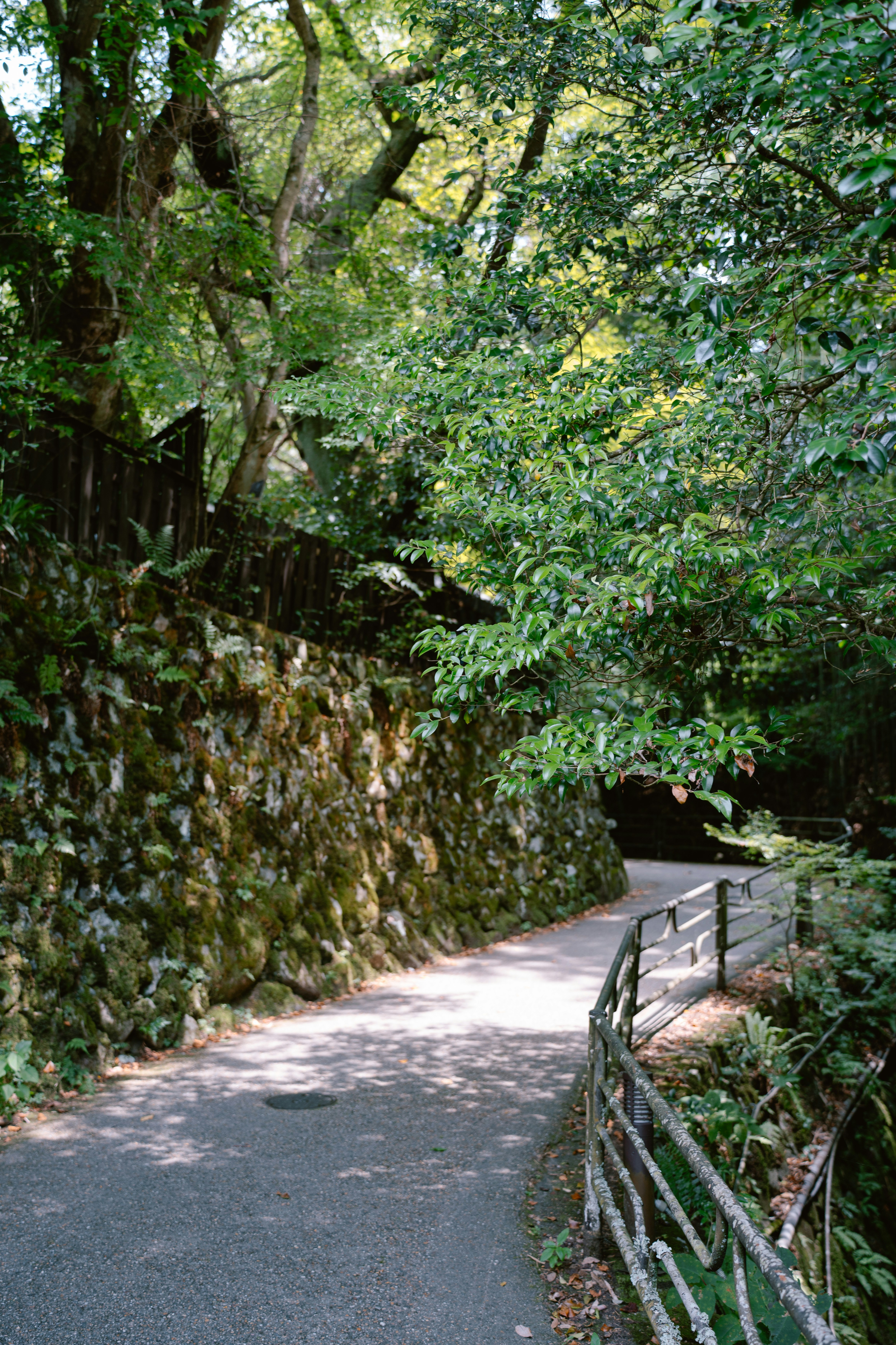Sun-dappled Riverside Promenade