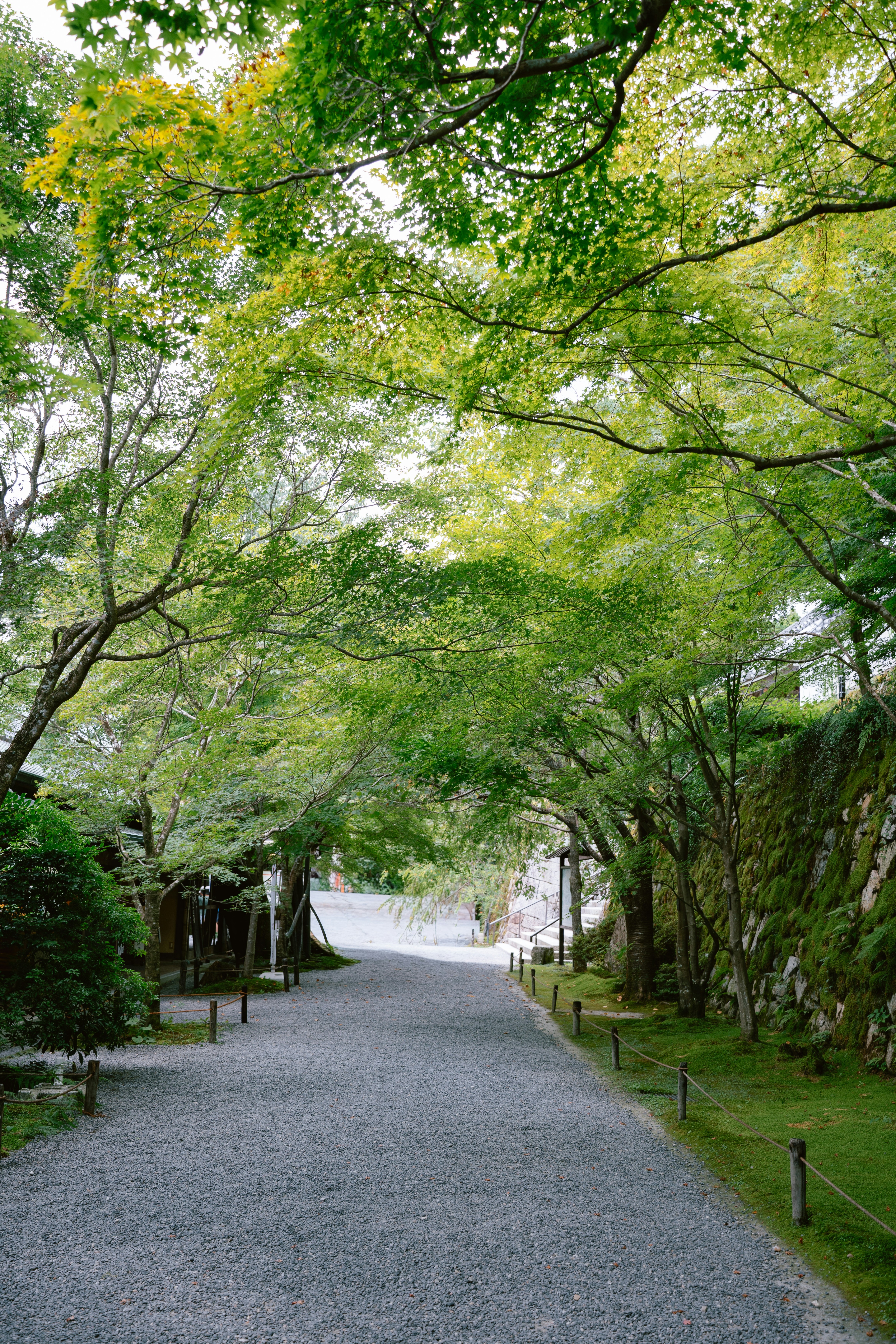 Shaded Path Through a Canopy of Quiet Green