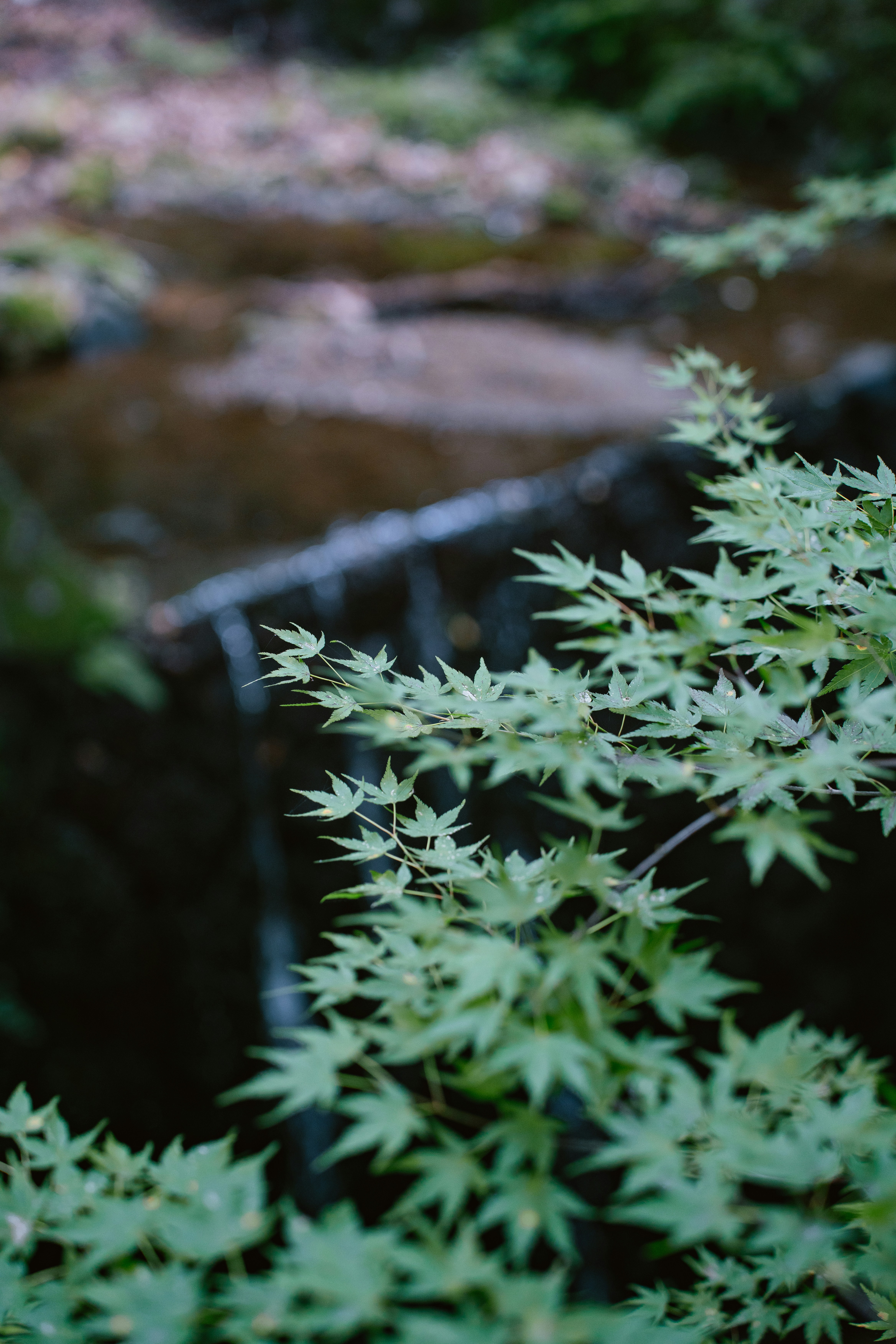 Ivy-fringed Stream Edges: A Quiet Moment by the Mossy Cascade