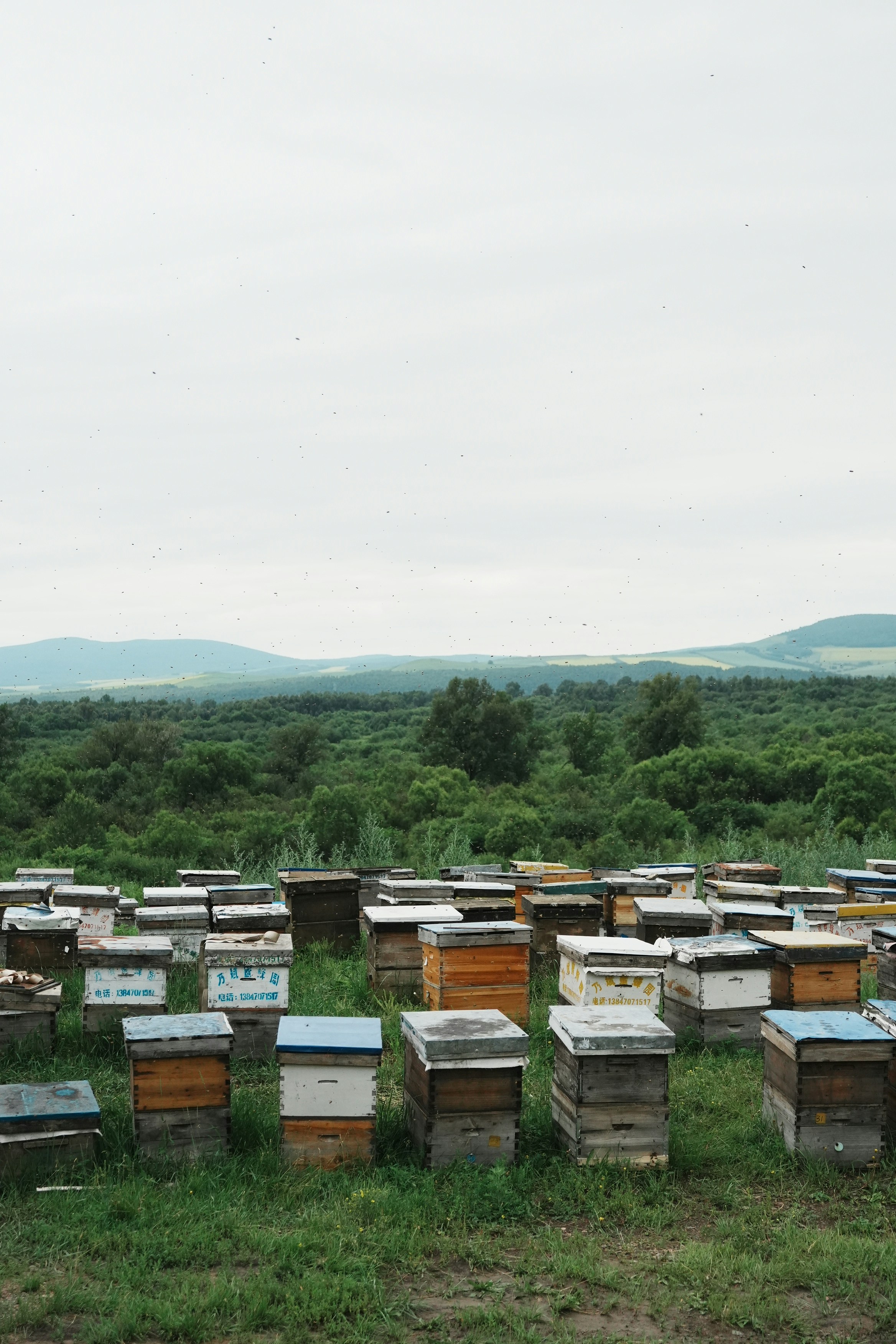 Beehive Horizon: A Field of Boxes Under Quiet Skies