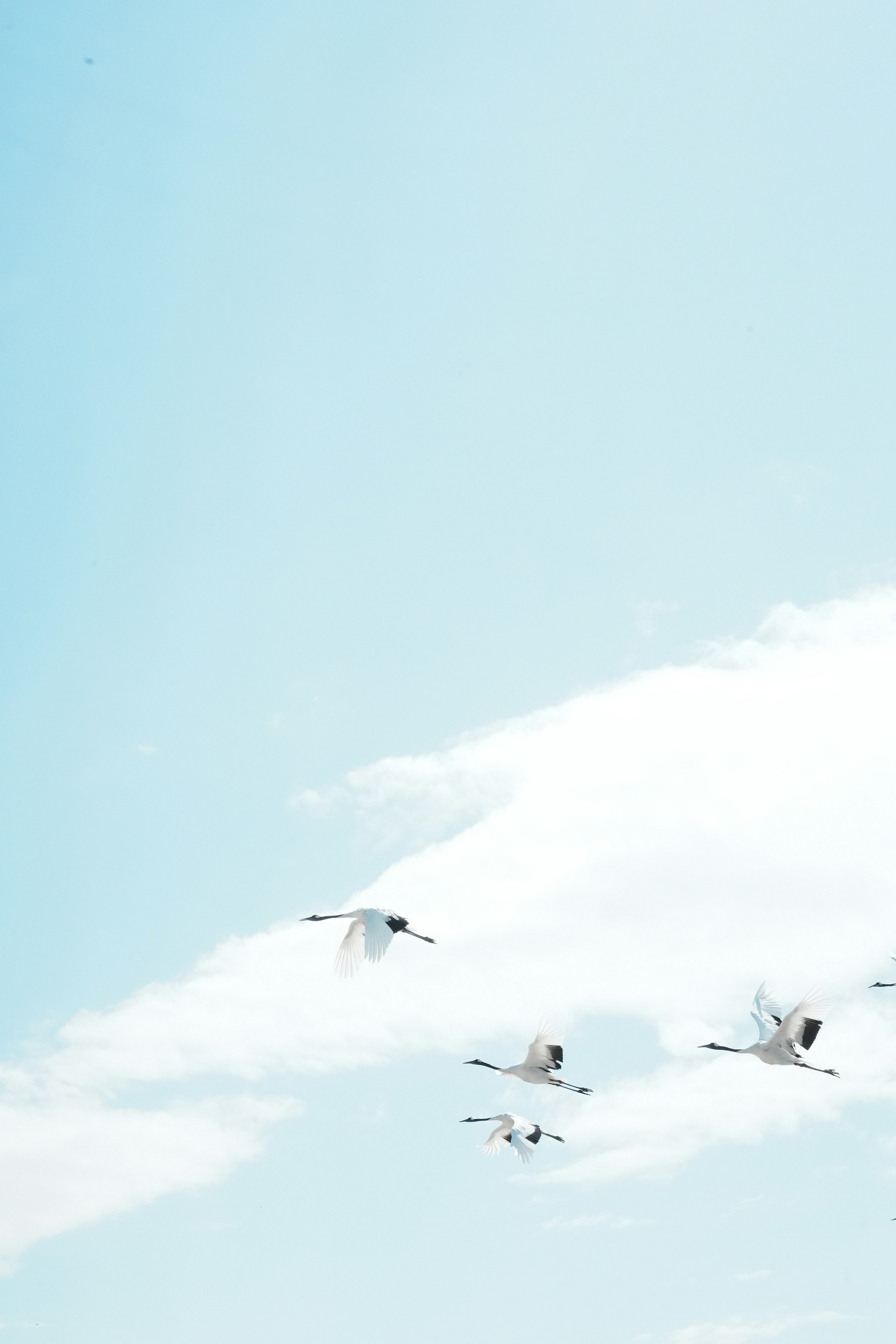 Flight of the White Wings Across a Pale Blue Sky