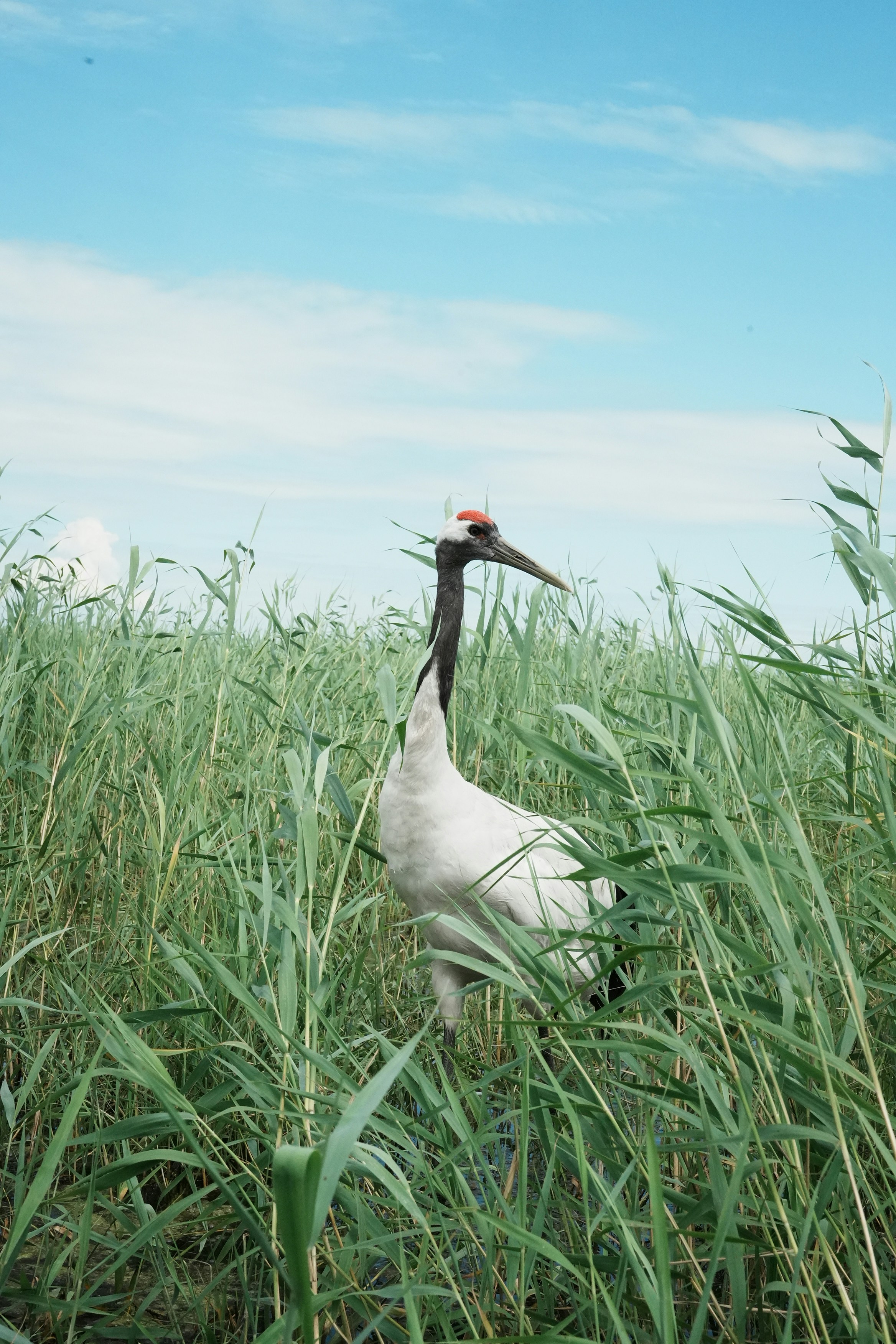 Crane in the Reed Sea Under Open Sky