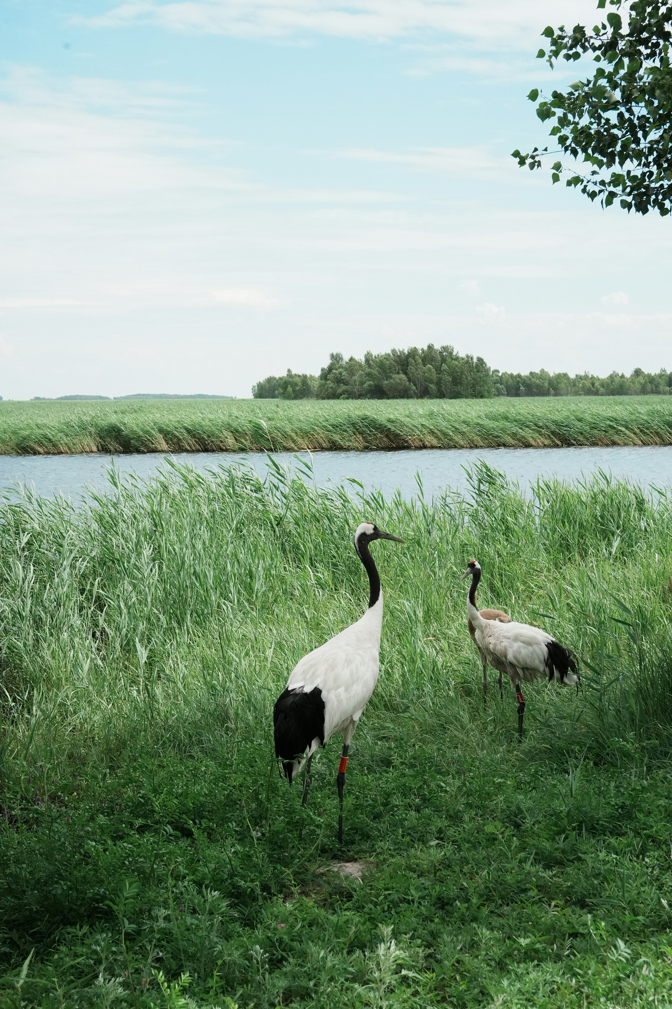 Herons in the Reeds by the Waterline