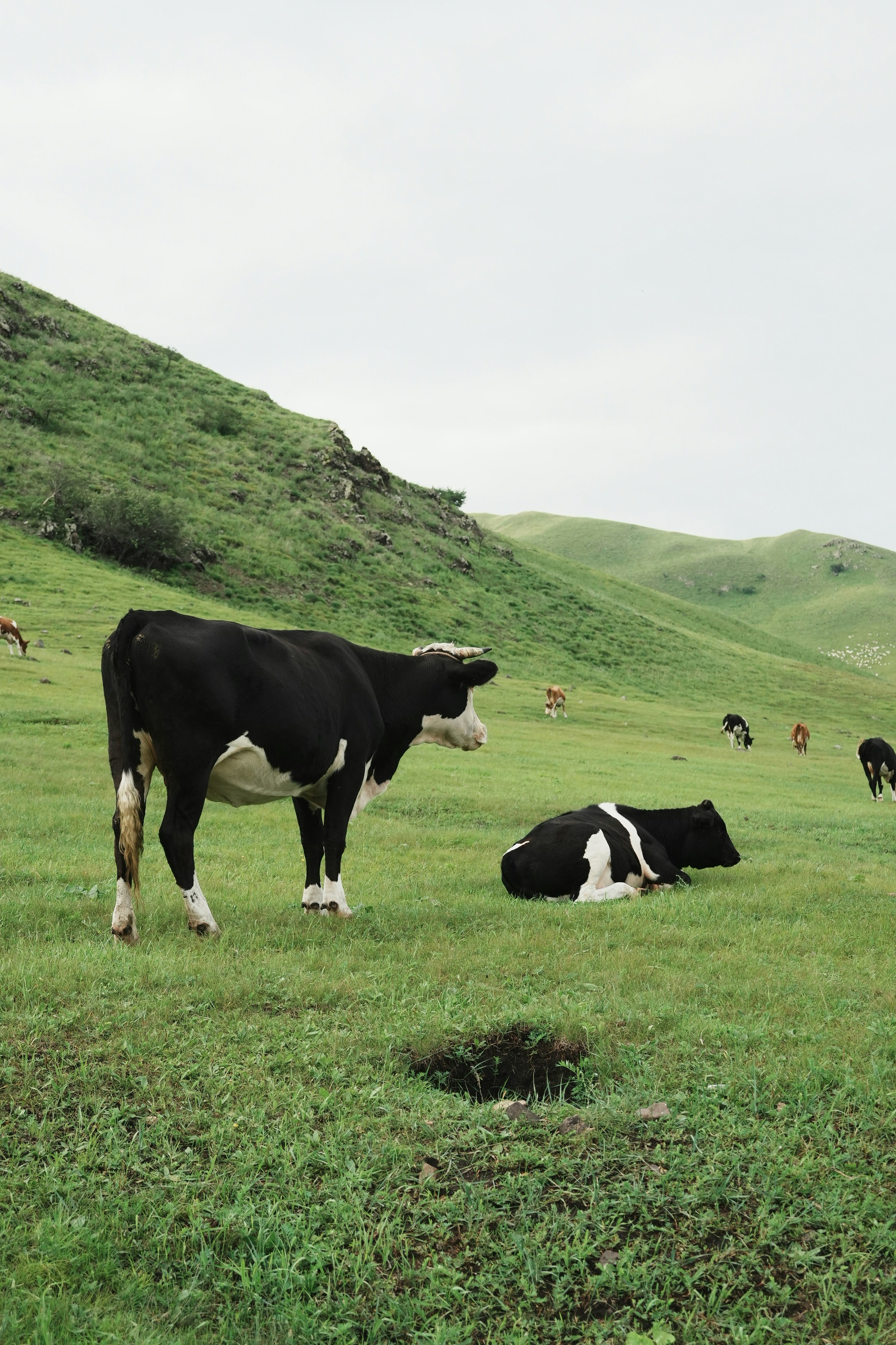 Pasture Watch: Black-and-White Cow in a Quiet Meadow