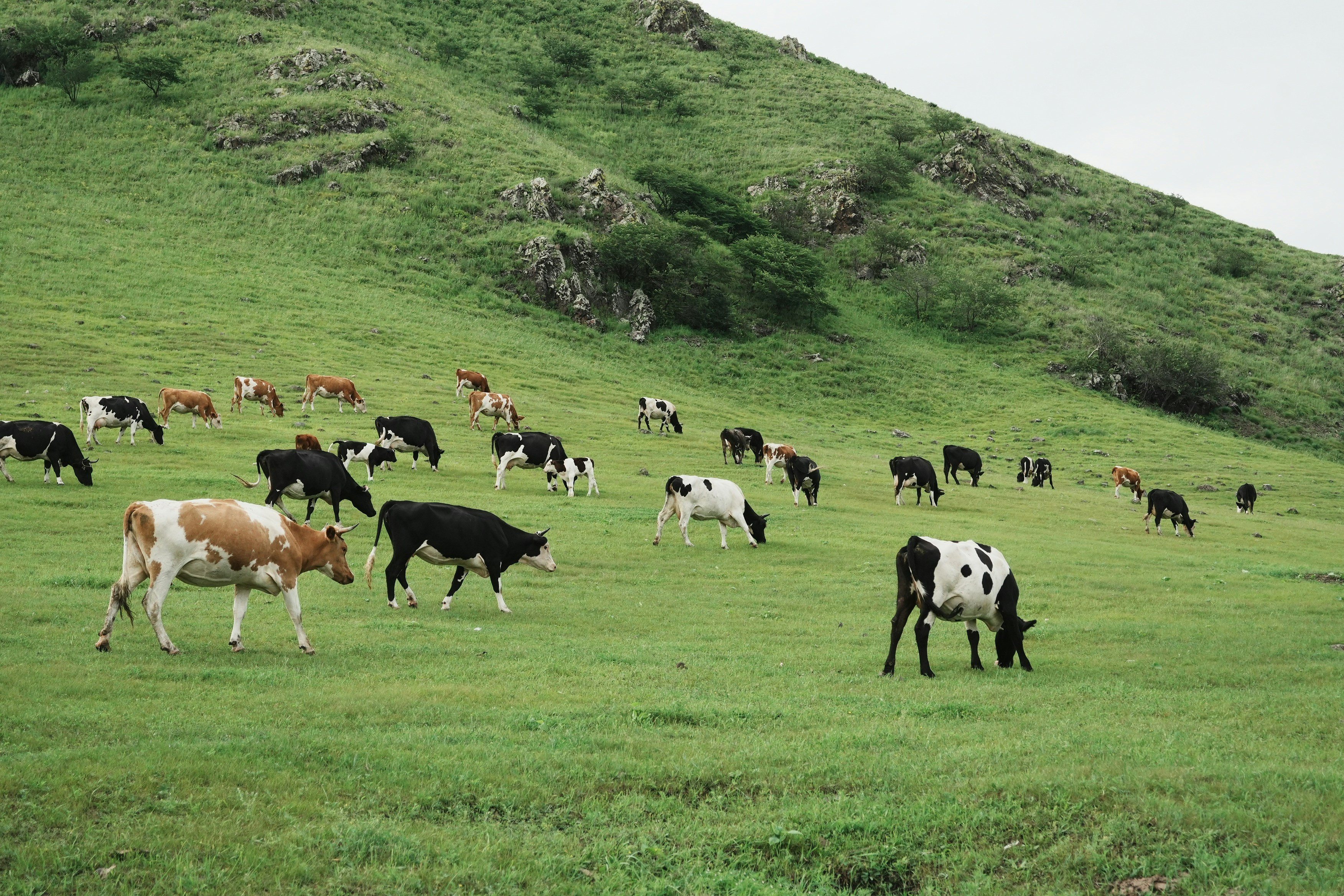 Grazing Harmony: Cows Dot a Green Slope Under a Quiet Hill